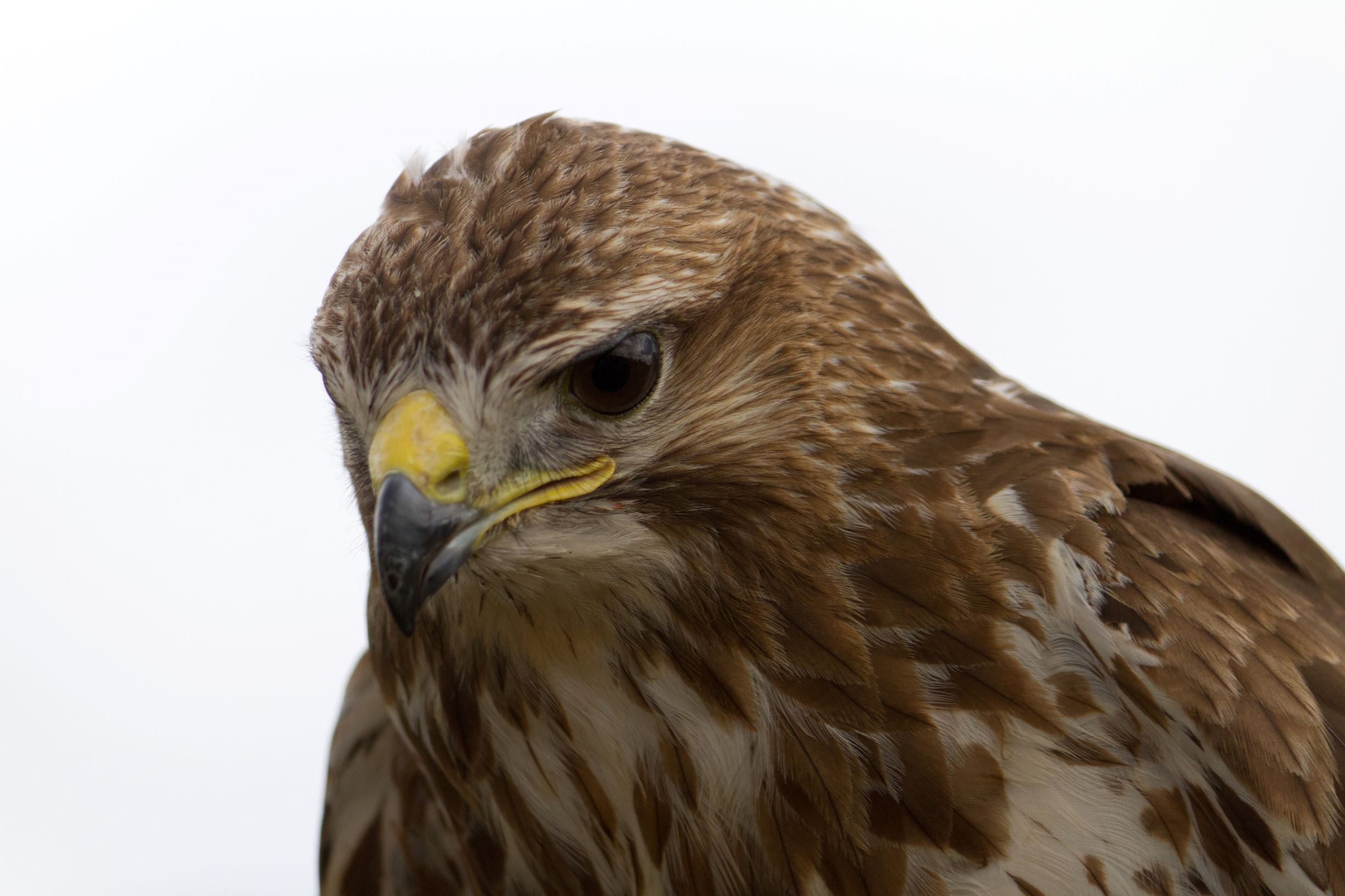 All about Birds of Prey | Woburn Safari Park
