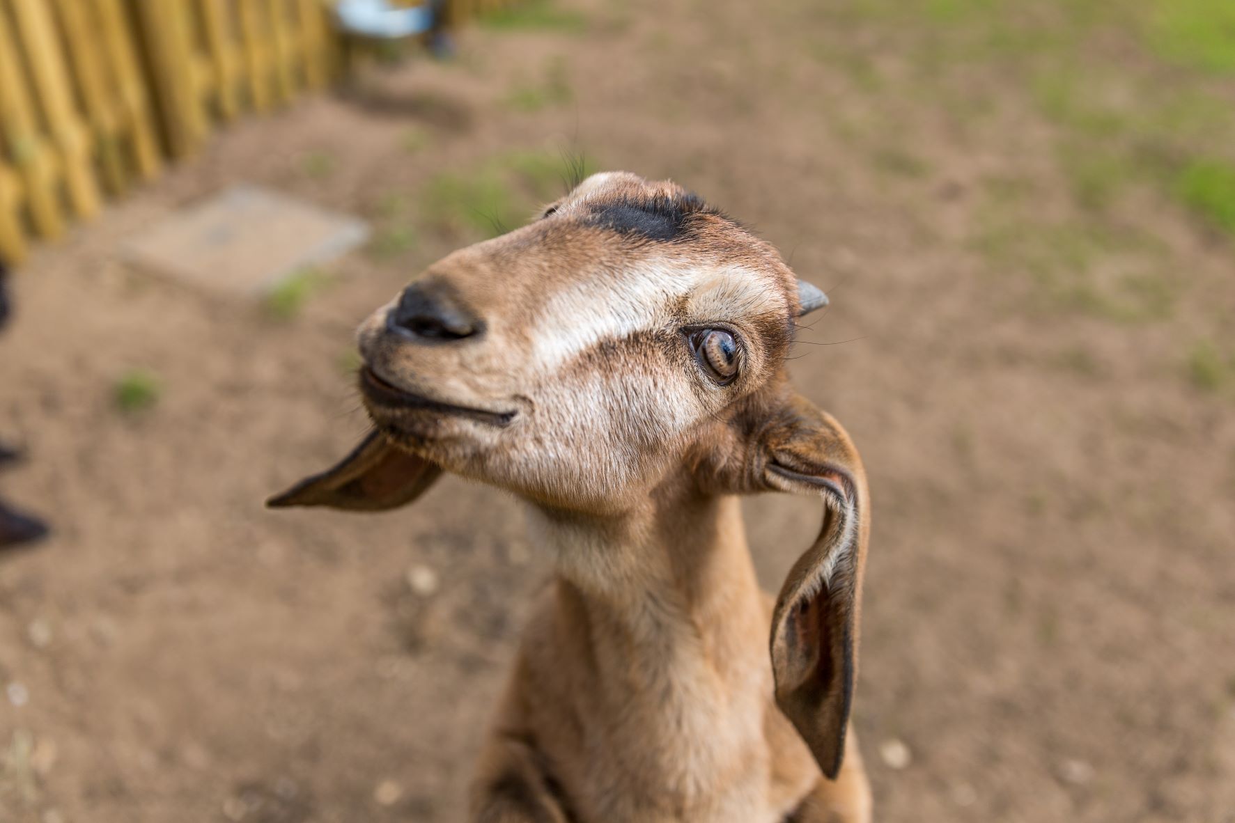 Anglo-Nubian goat | Woburn Safari Park