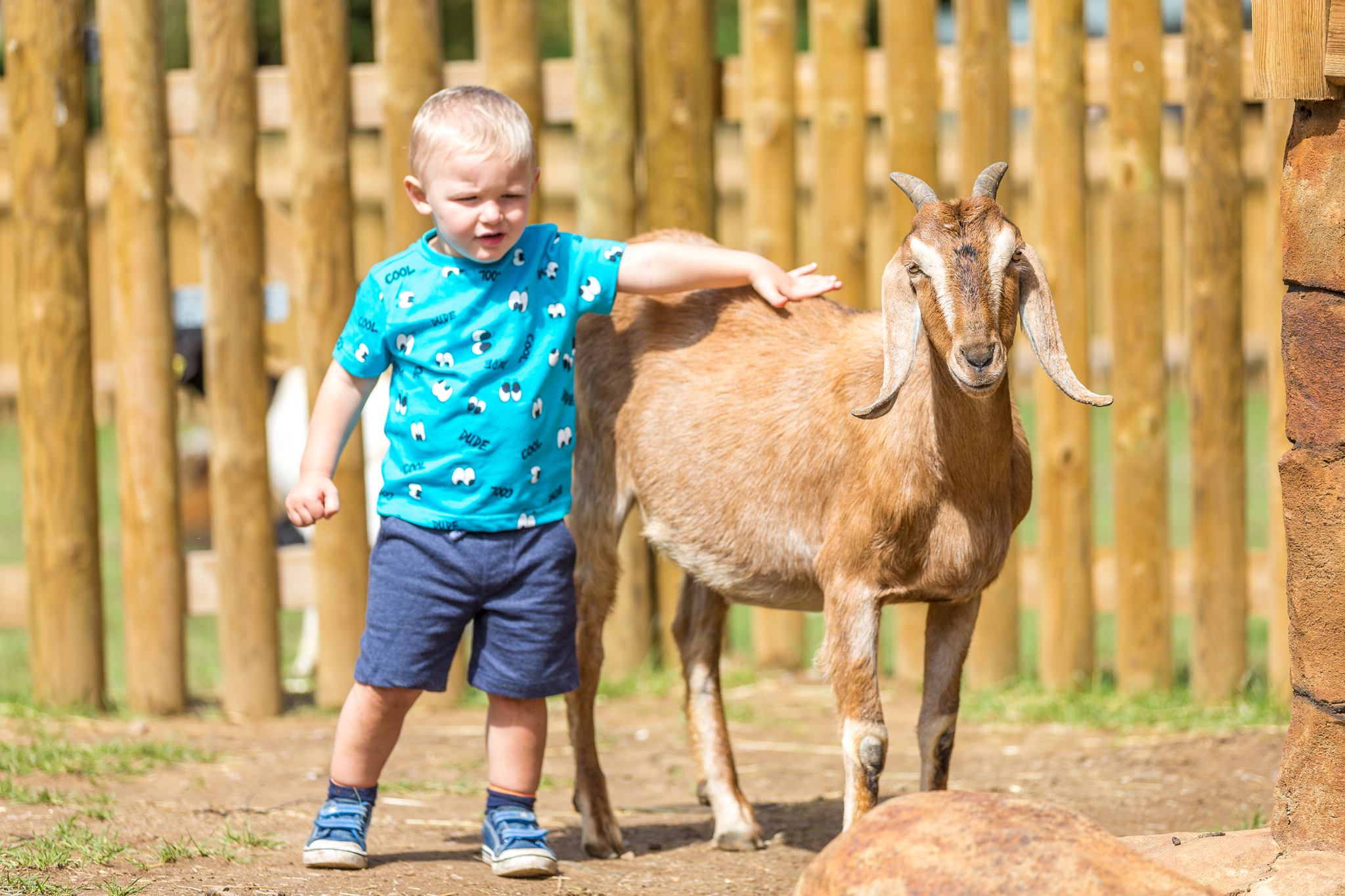 Anglo-Nubian goat | Woburn Safari Park
