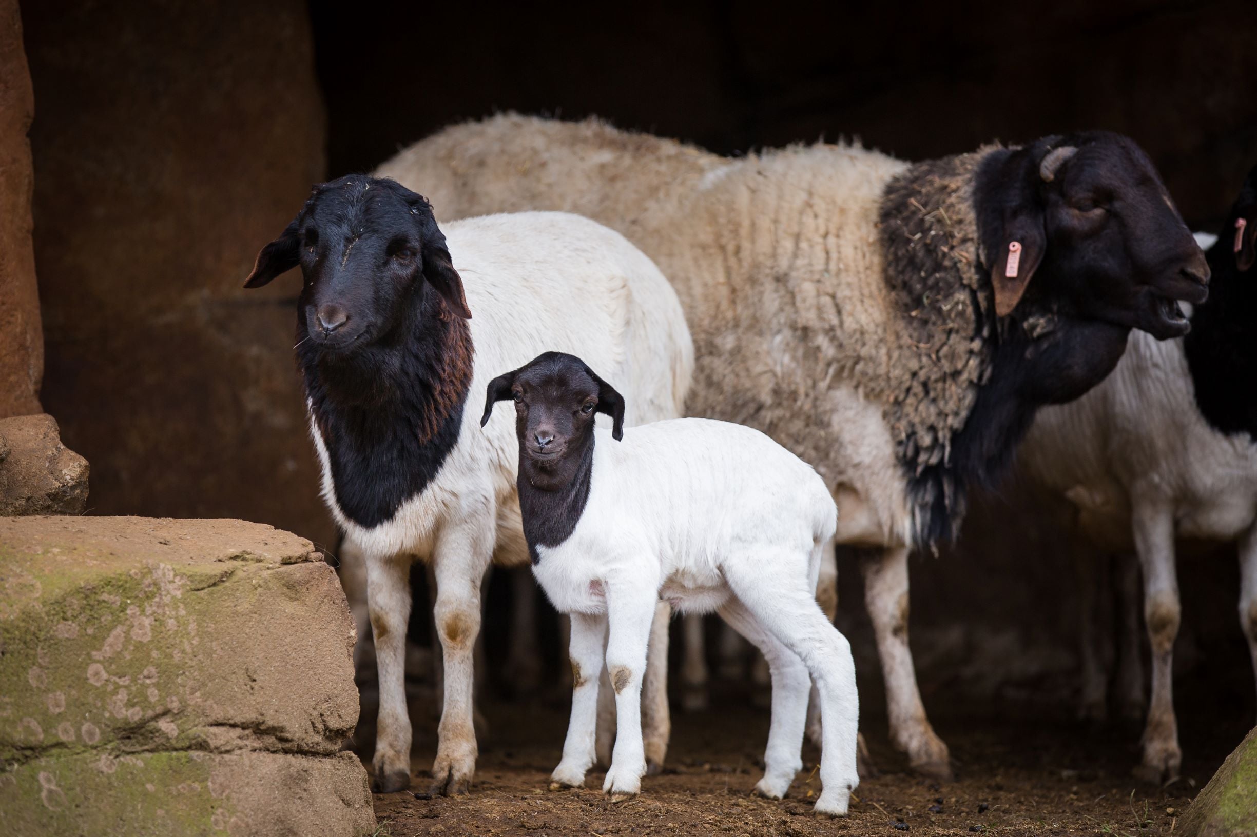 Somali Black Headed Sheep | Woburn Safari Park