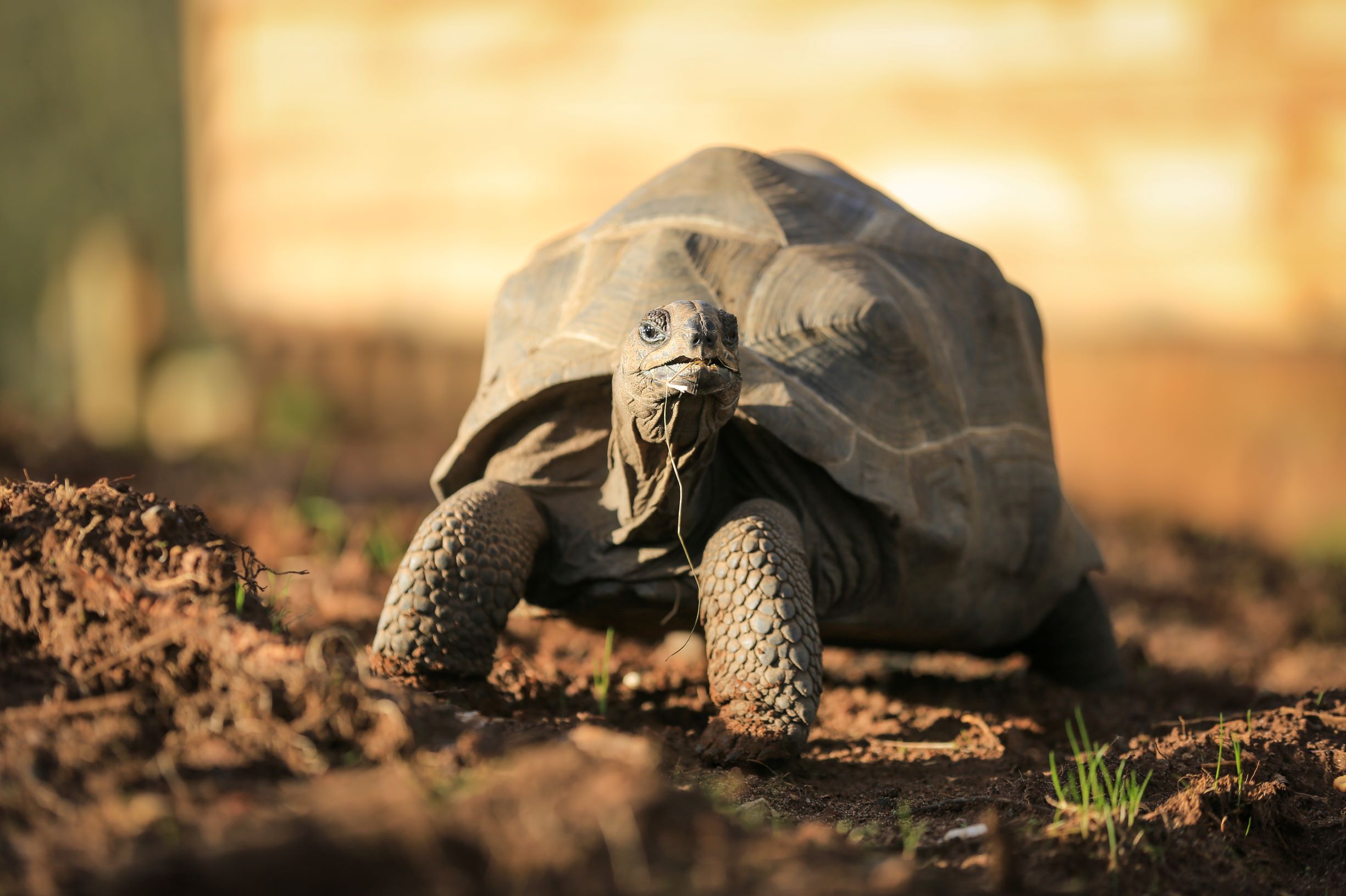 Aldabra Giant Tortoise Baby