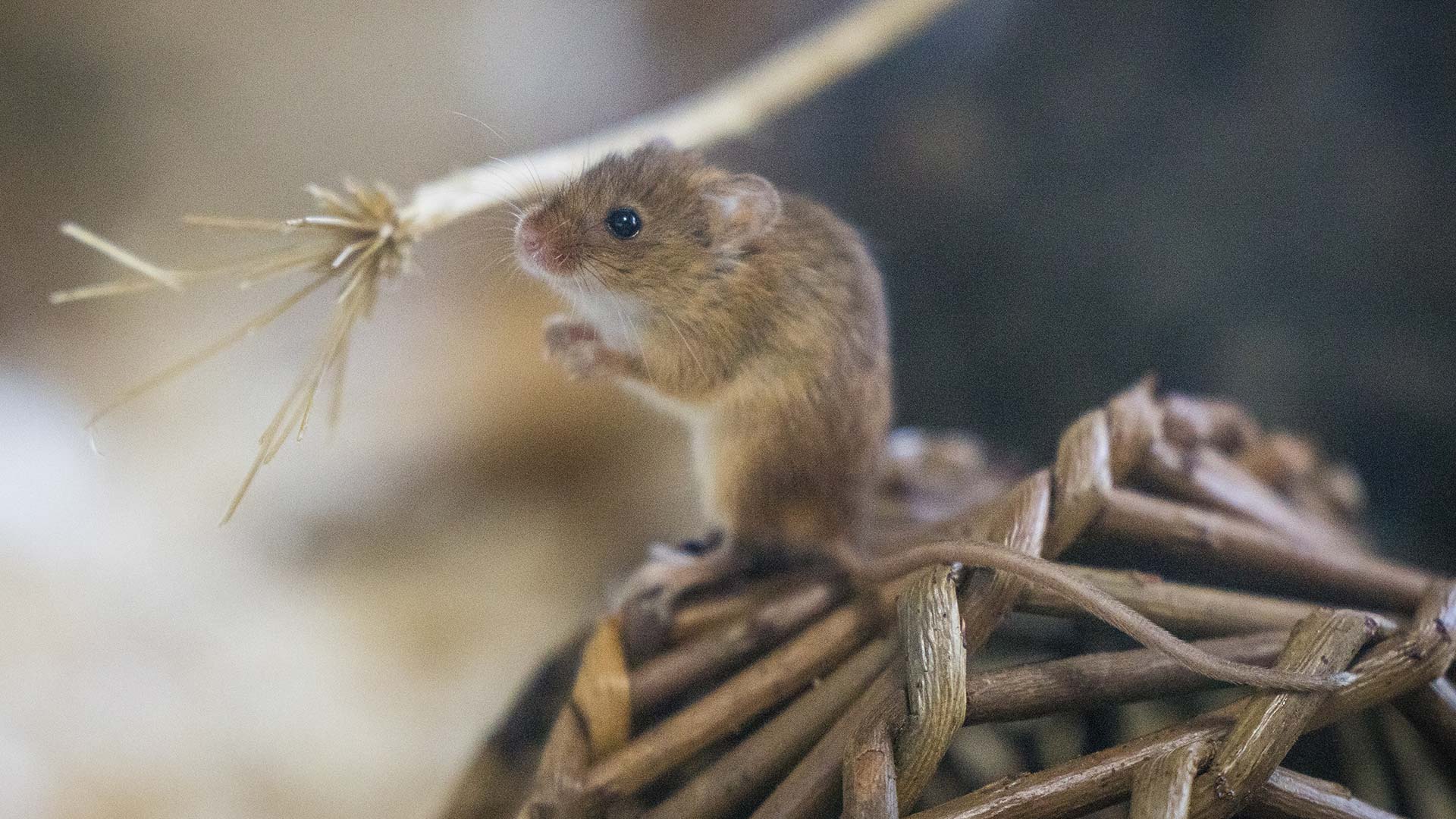 Harvest mice | Woburn Safari Park