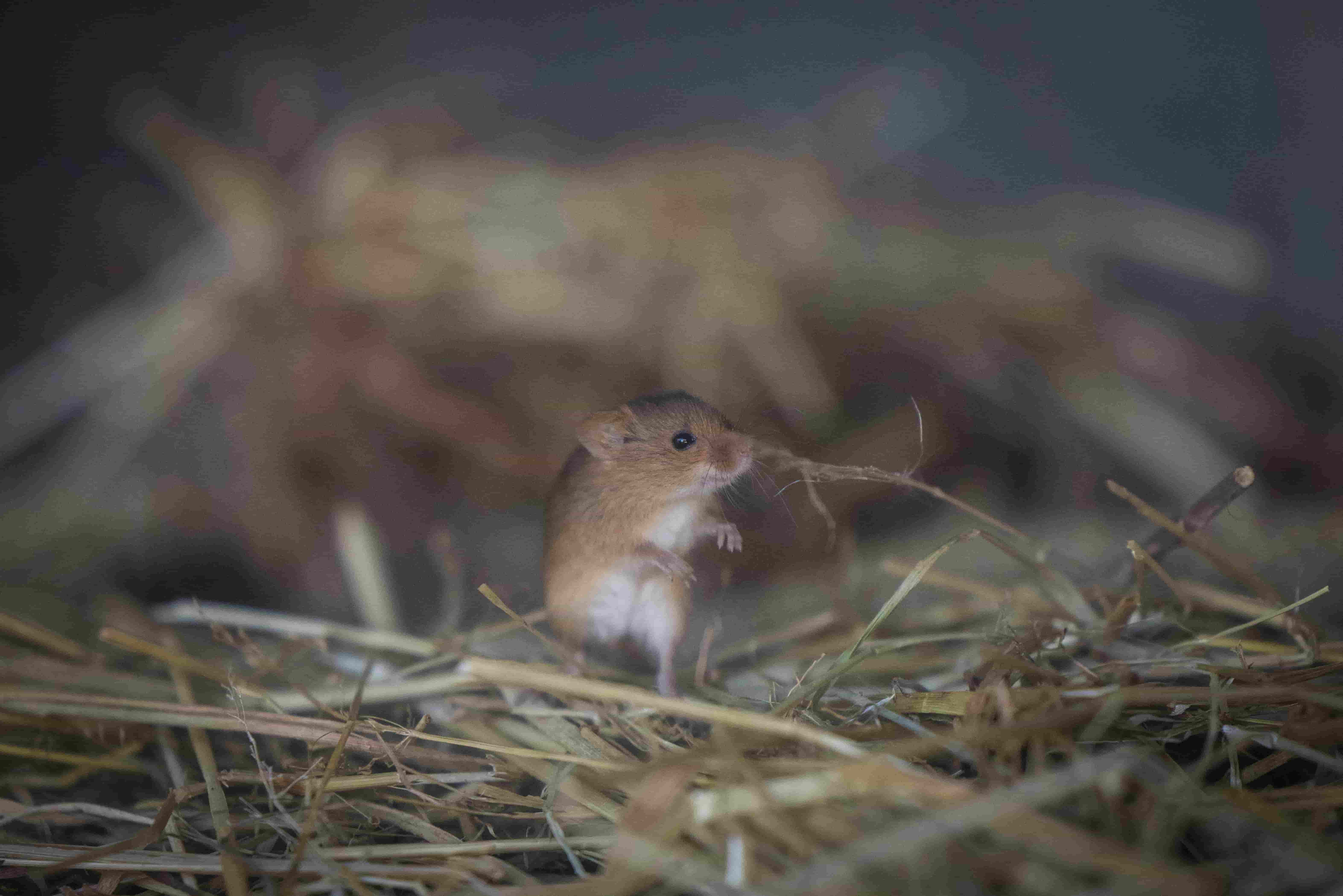 Harvest mice | Woburn Safari Park