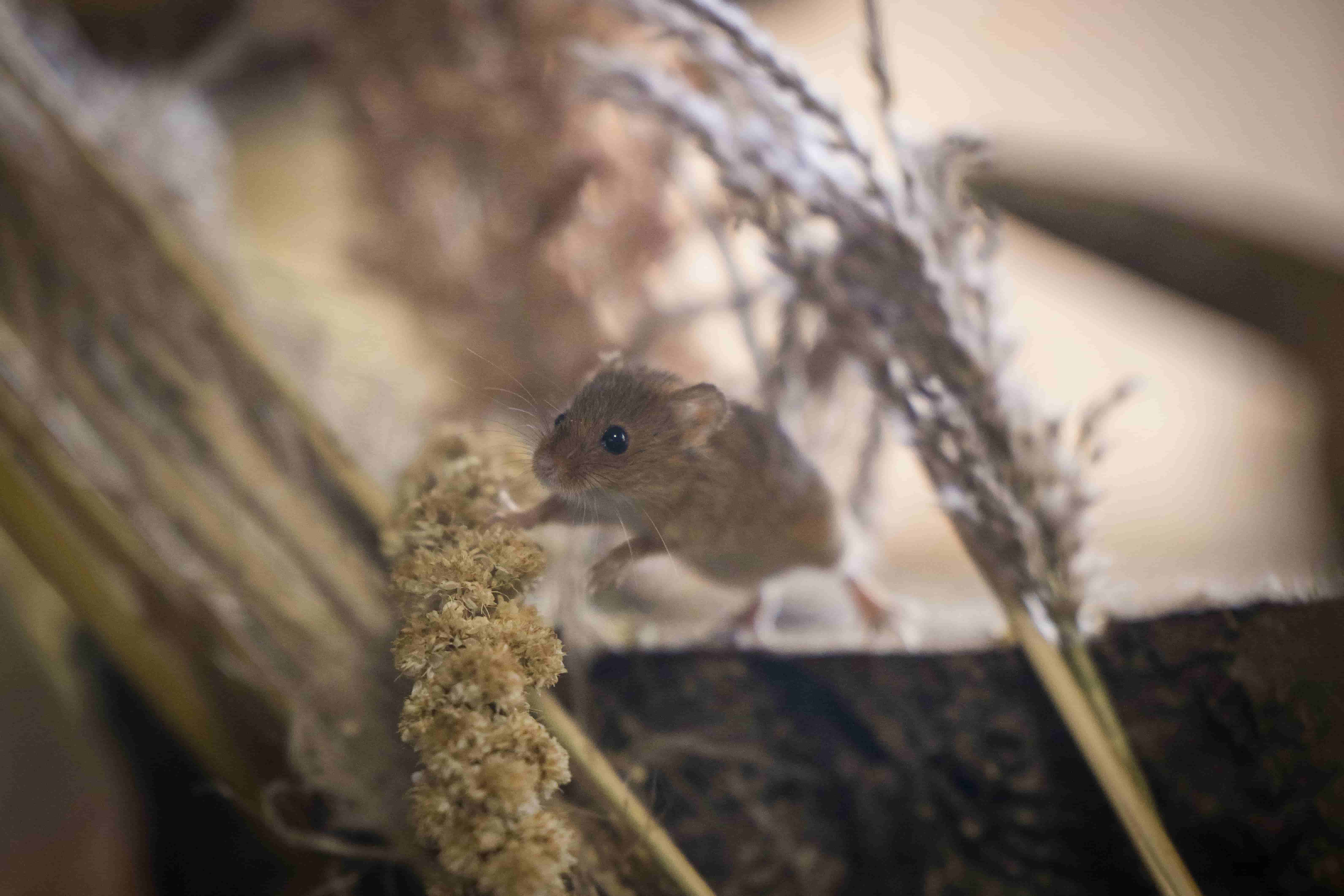 Harvest mice | Woburn Safari Park