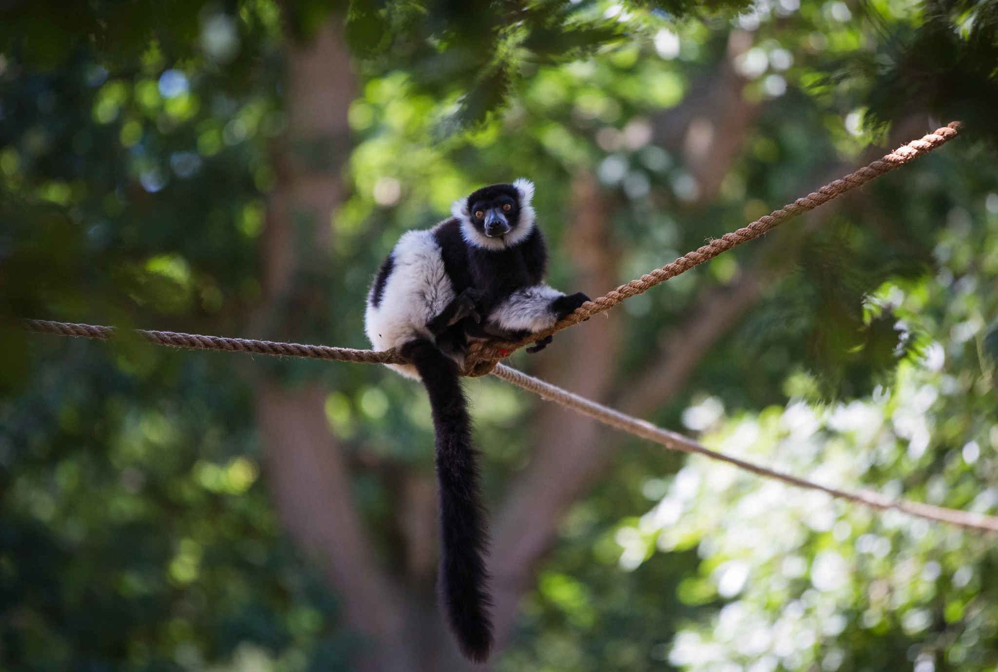 Black & White Ruffed Lemur | Woburn Safari Park