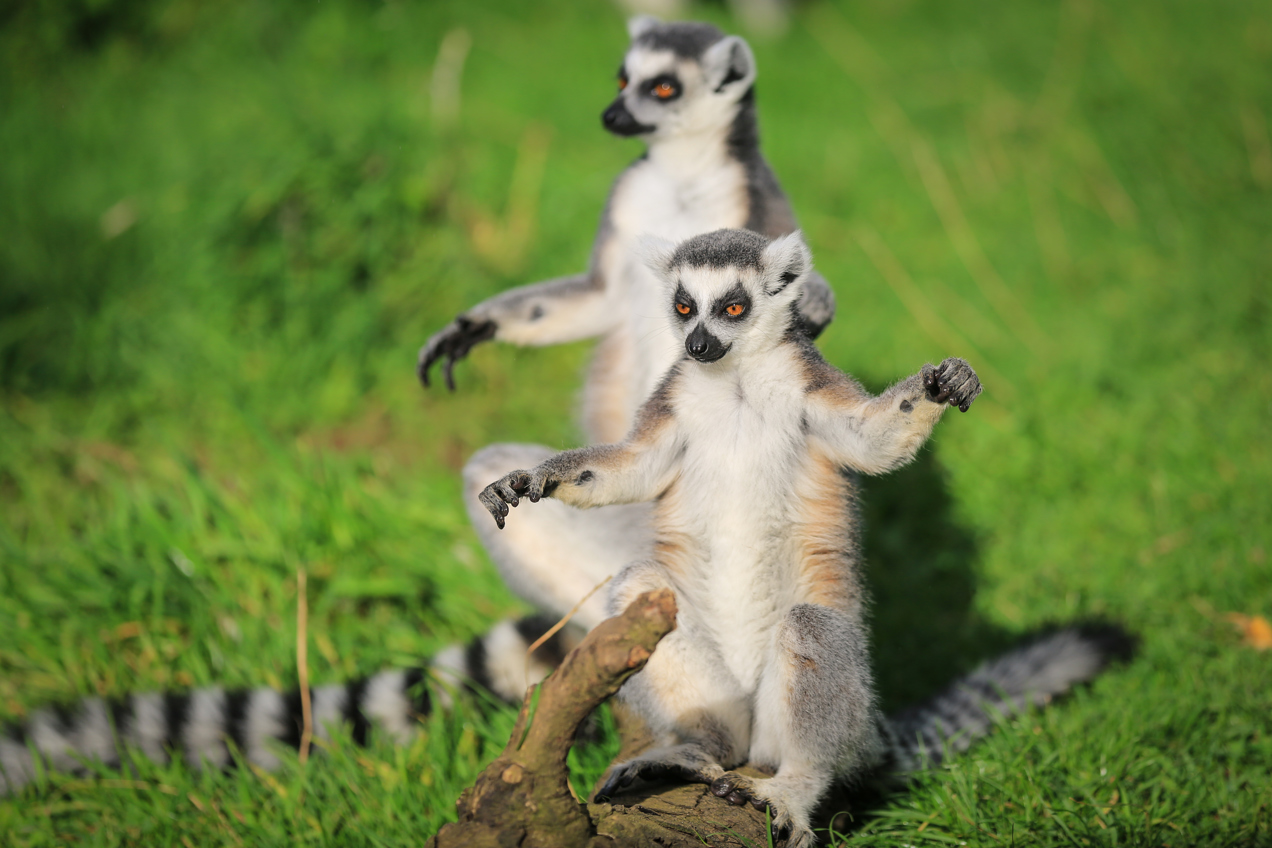 Ring-Tailed Lemur | Woburn Safari Park