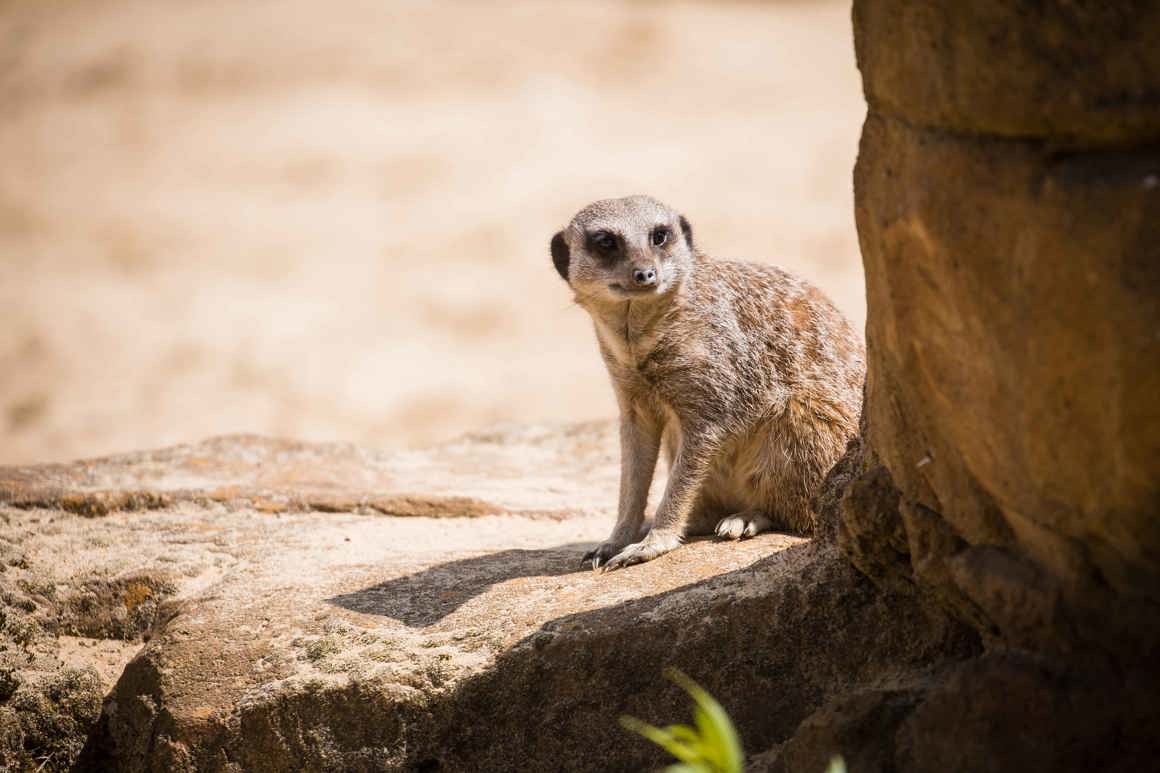 Meerkat | Woburn Safari Park
