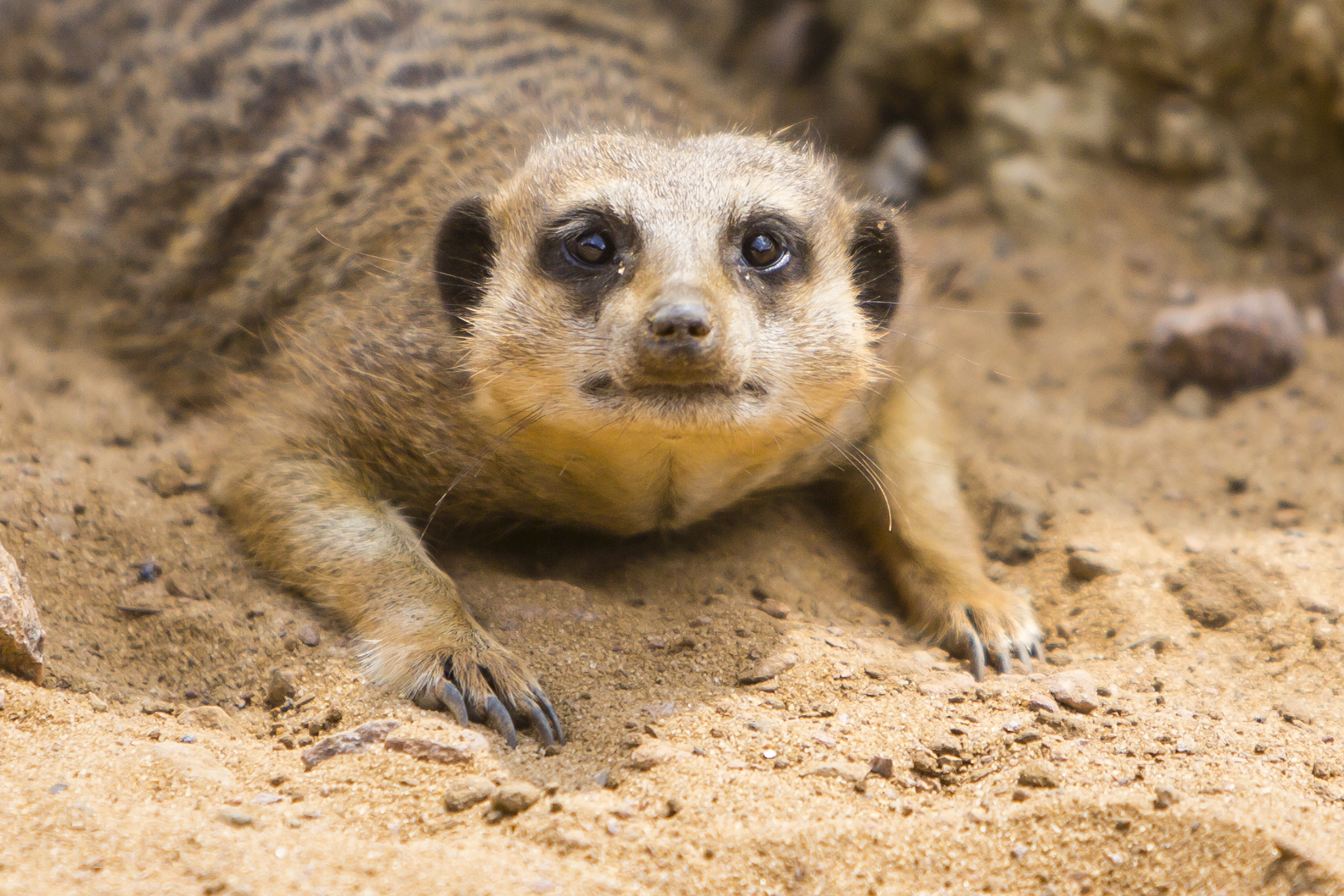 Meerkat | Woburn Safari Park