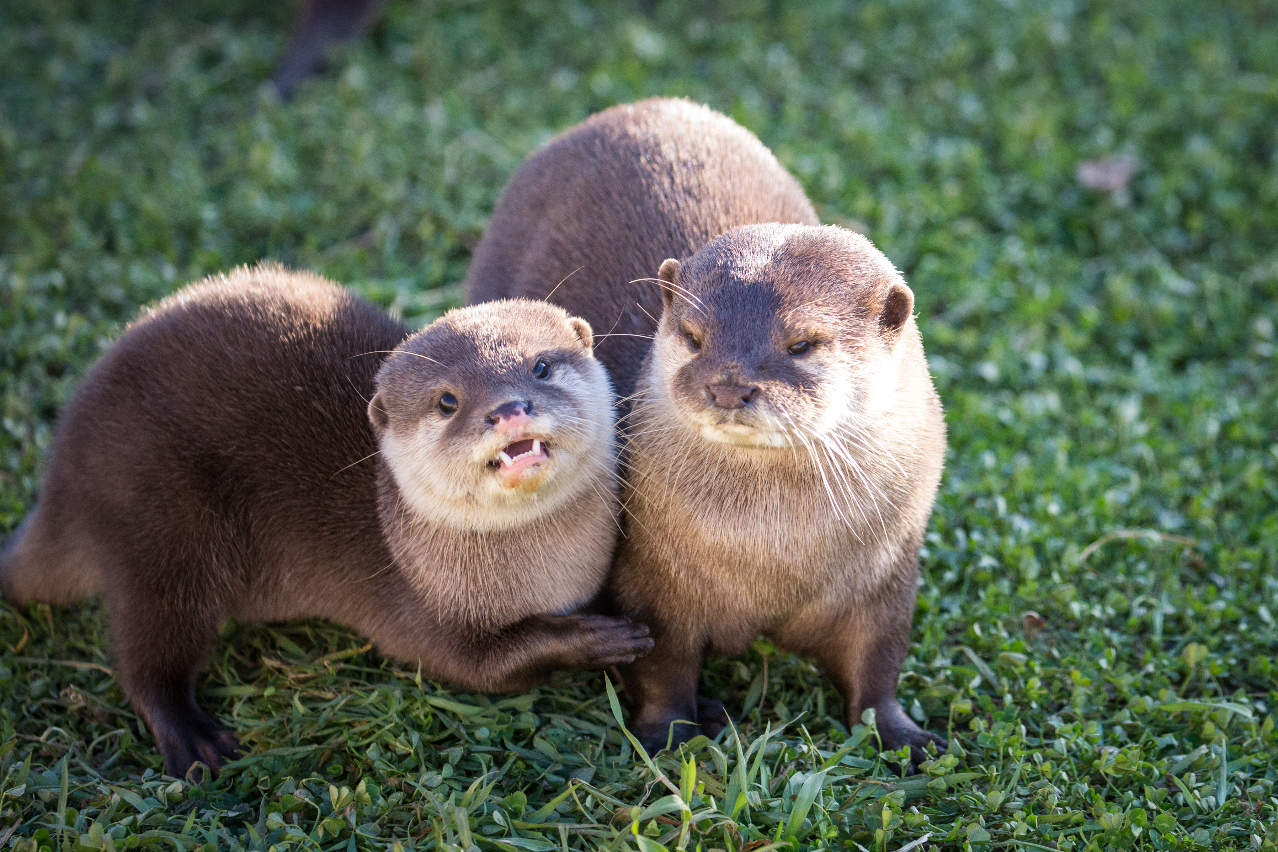 Asian short-clawed otter | Woburn Safari Park