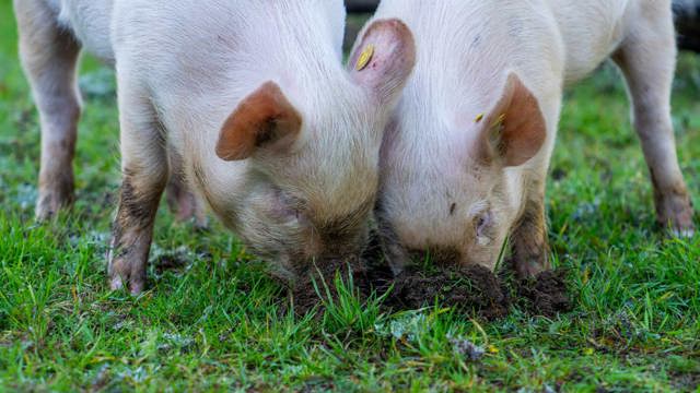 Middle White Pig | Woburn Safari Park