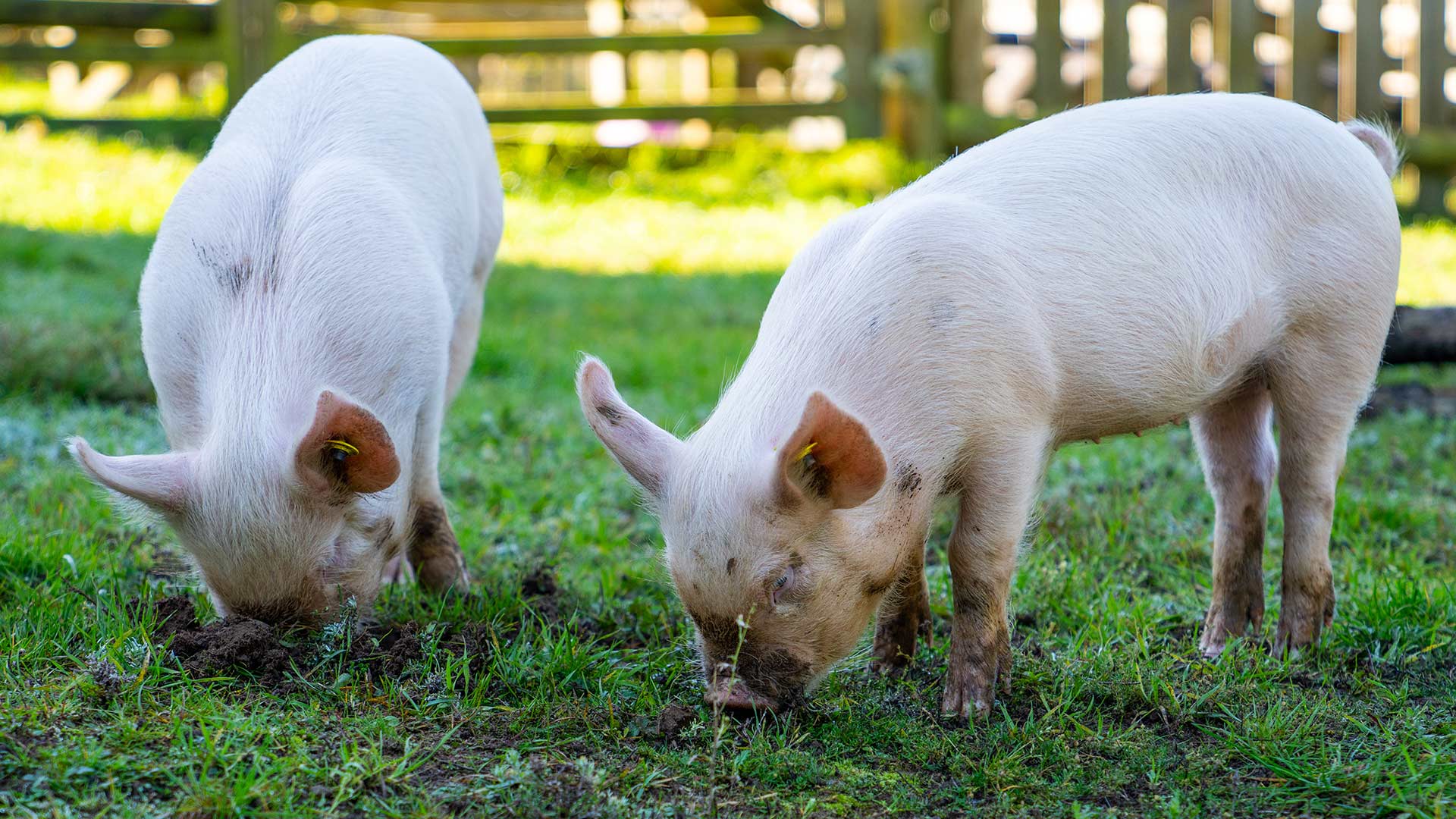Middle White Pig | Woburn Safari Park