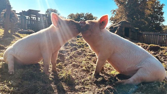 Book Your Adventure Today | Woburn Safari Park