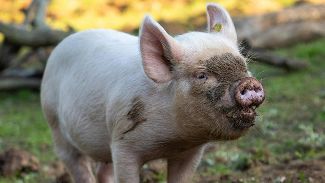 Middle White Pig | Woburn Safari Park