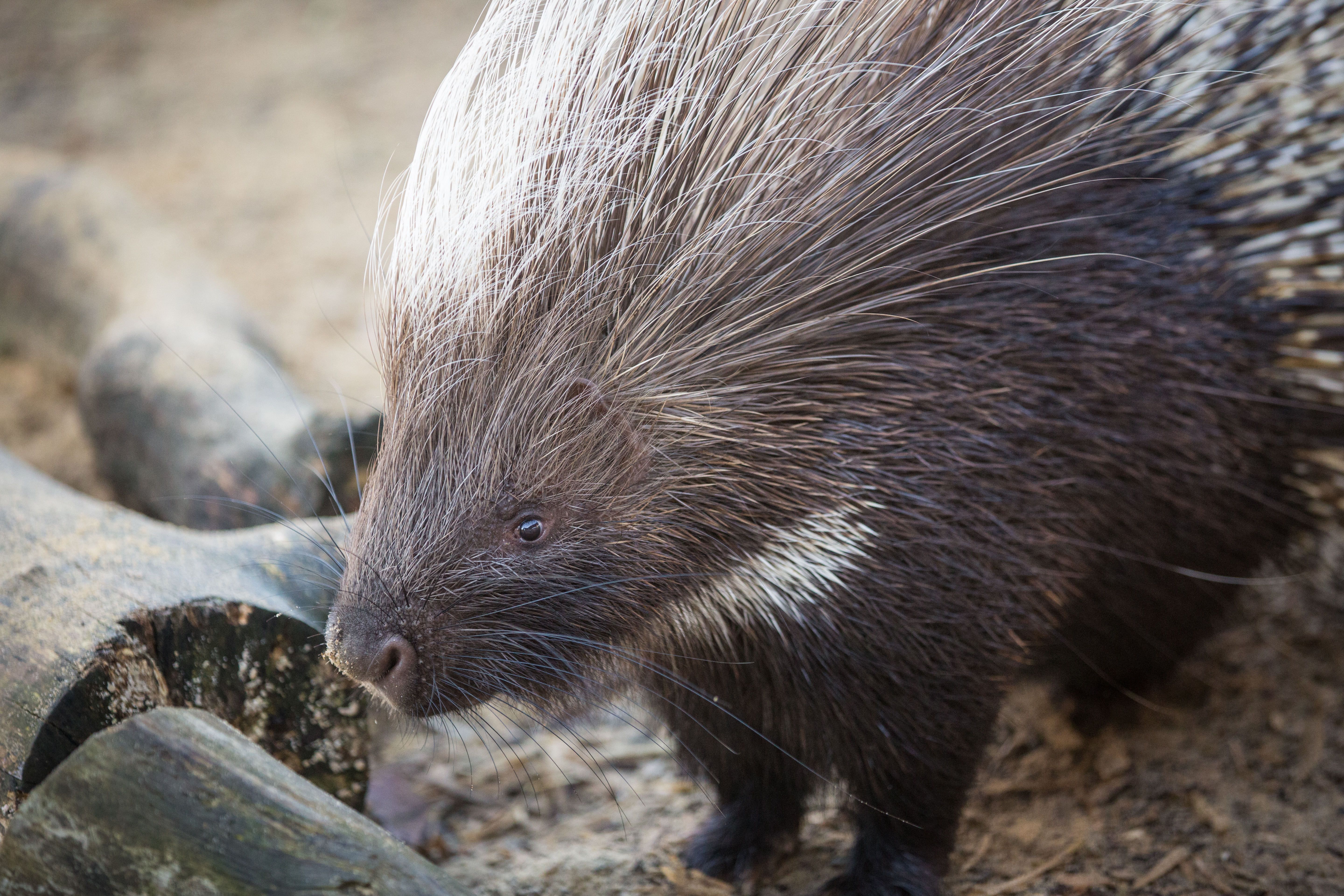 Cape Porcupine | Woburn Safari Park