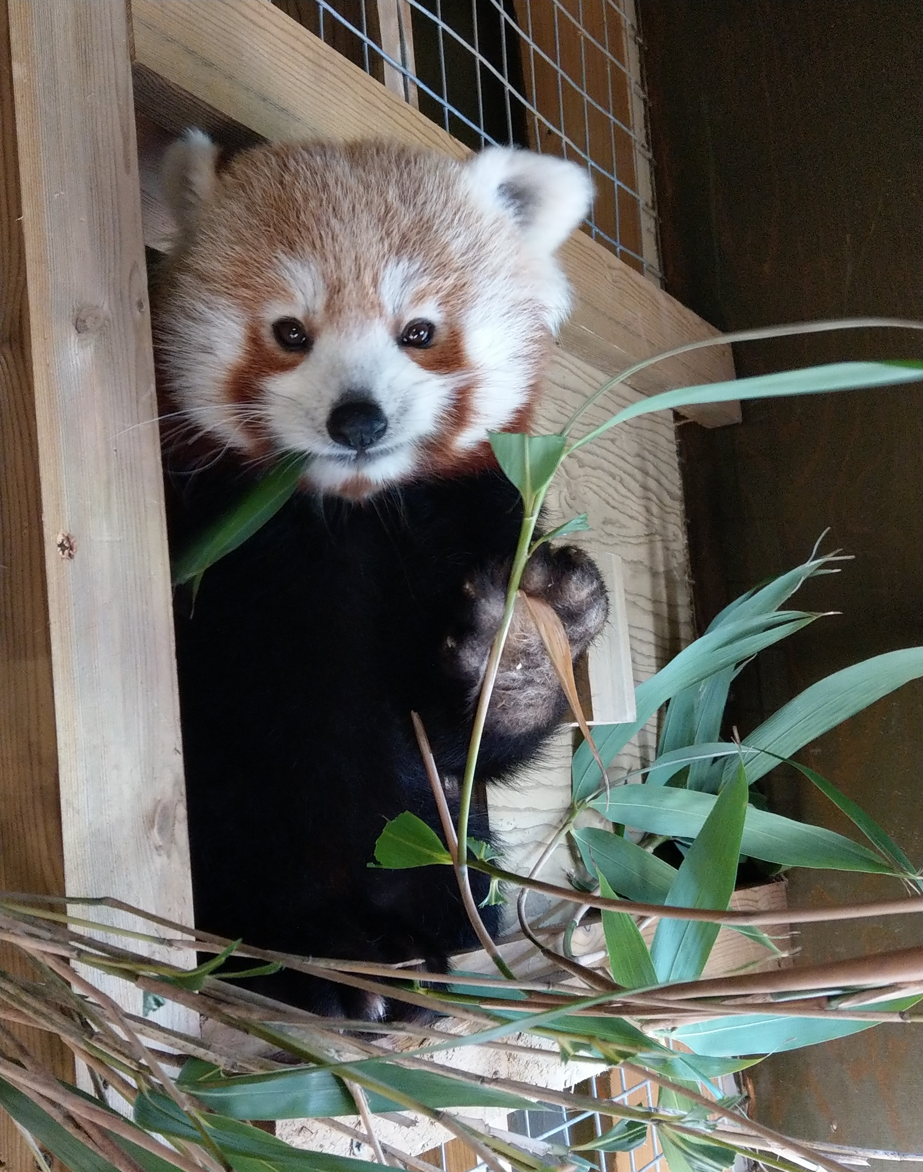 Red Panda | Woburn Safari Park