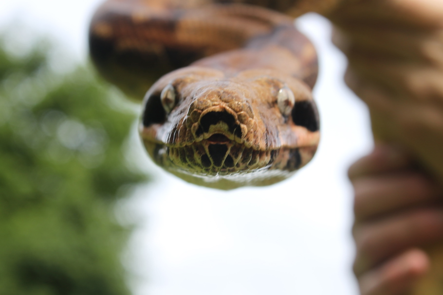 Boa Constrictor | Woburn Safari Park