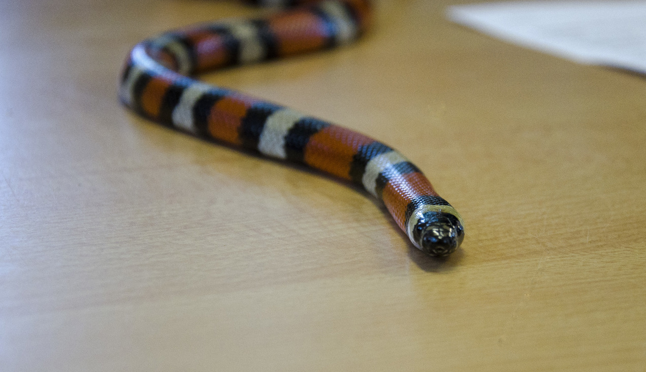 Atlantic Central American Milksnake | Woburn Safari Park