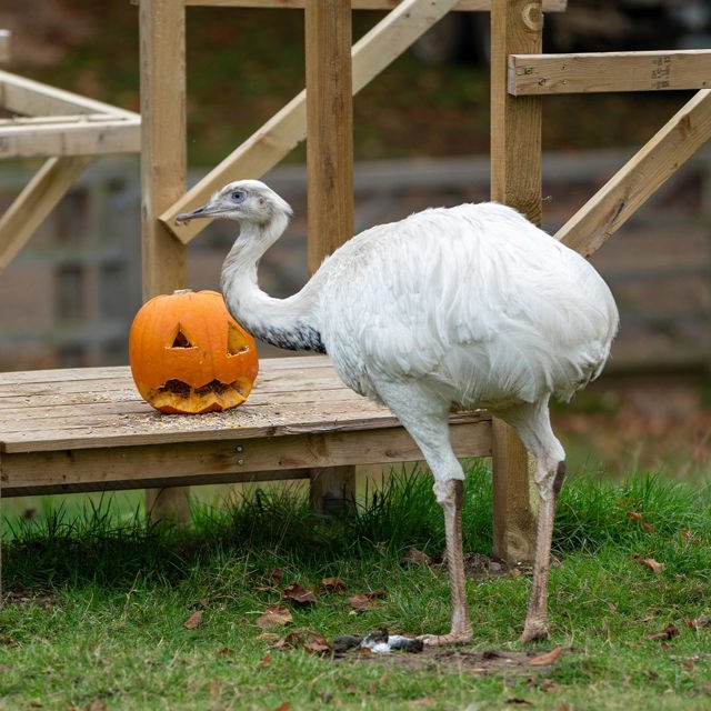 Greater Rhea | Woburn Safari Park