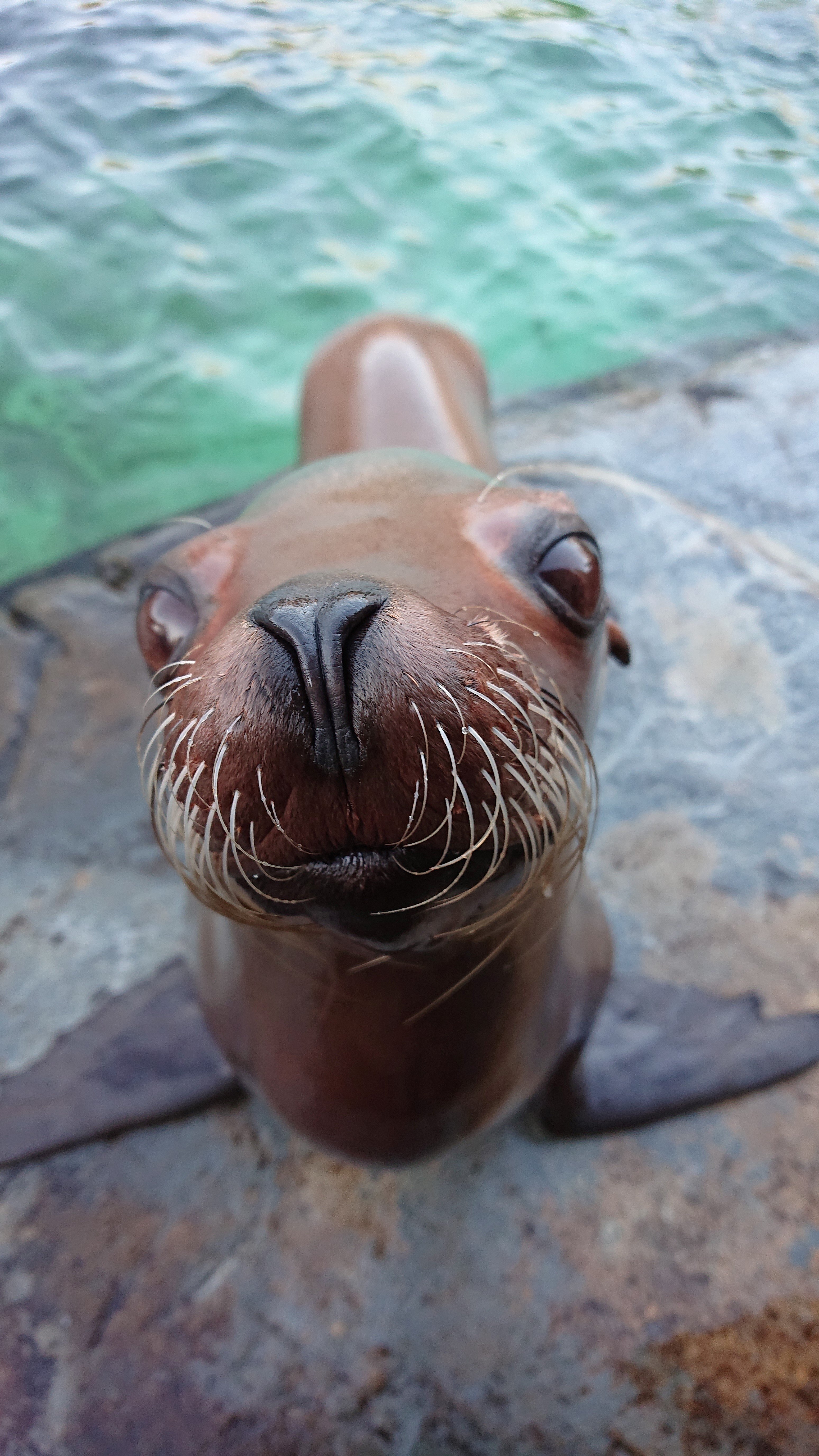 Sad Sea Lion