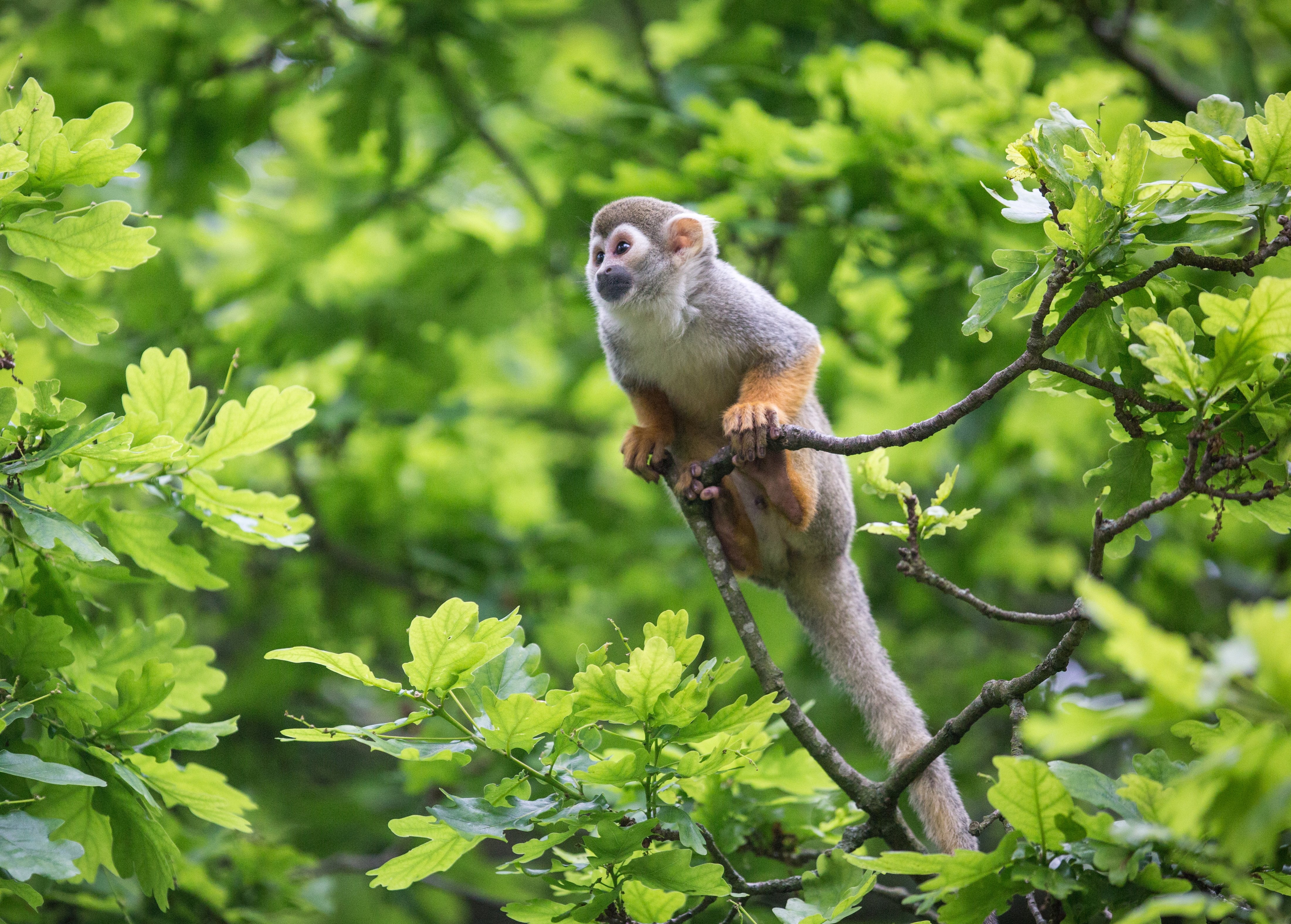 Download Maps & Timetables | Woburn Safari Park