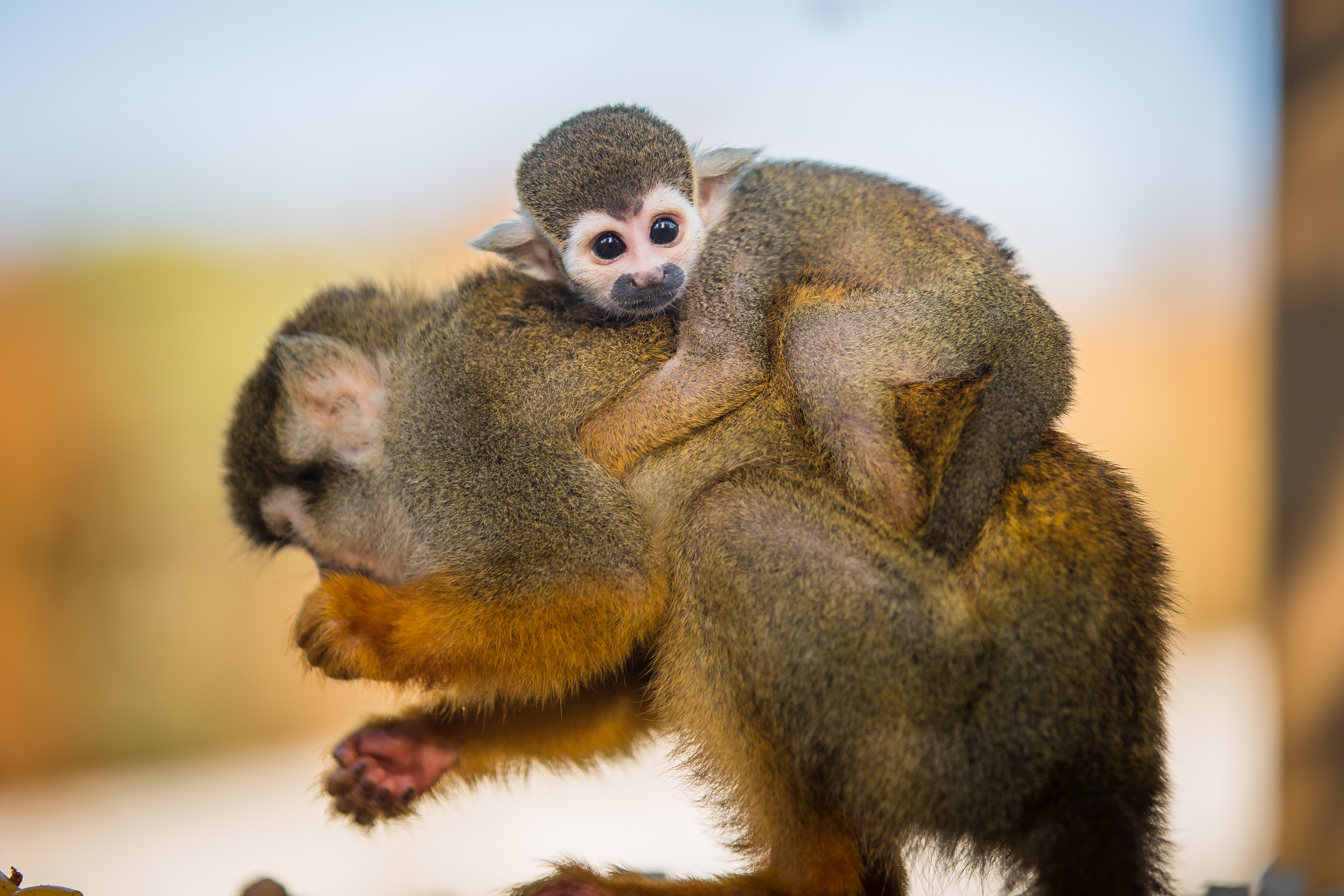 Squirrel Monkey Description