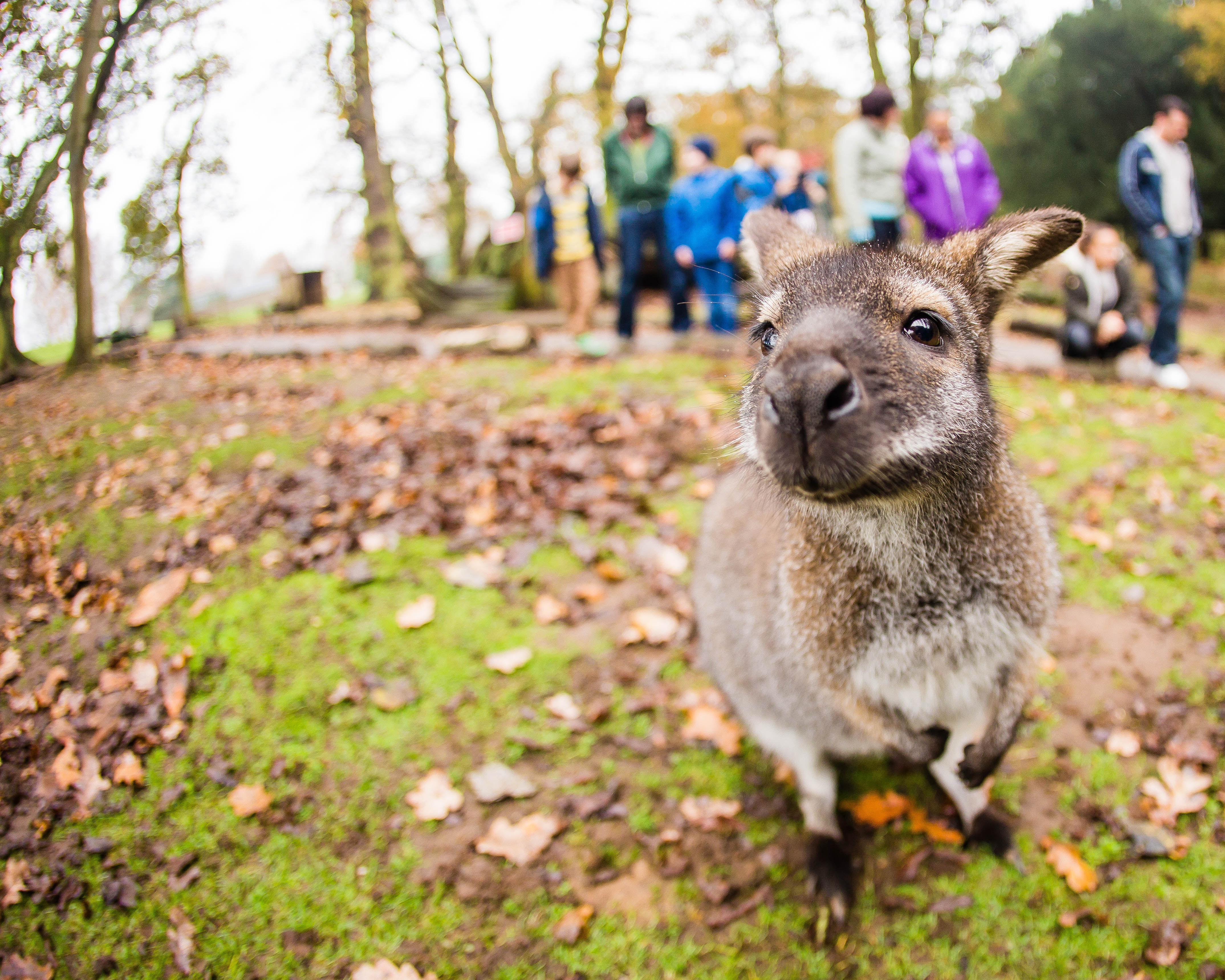 Red-necked wallaby | Woburn Safari Park