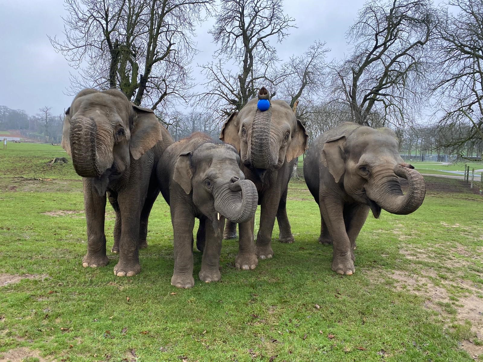 Animal adoptions | Woburn Safari Park