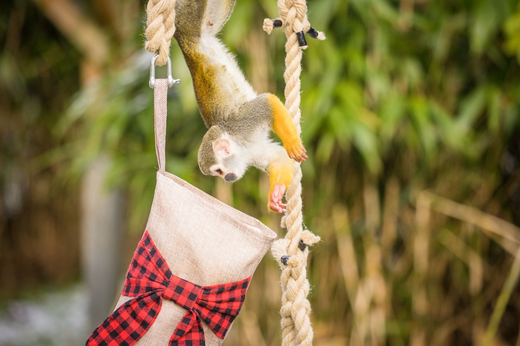 Buy a Gift for the Animals | Woburn Safari Park