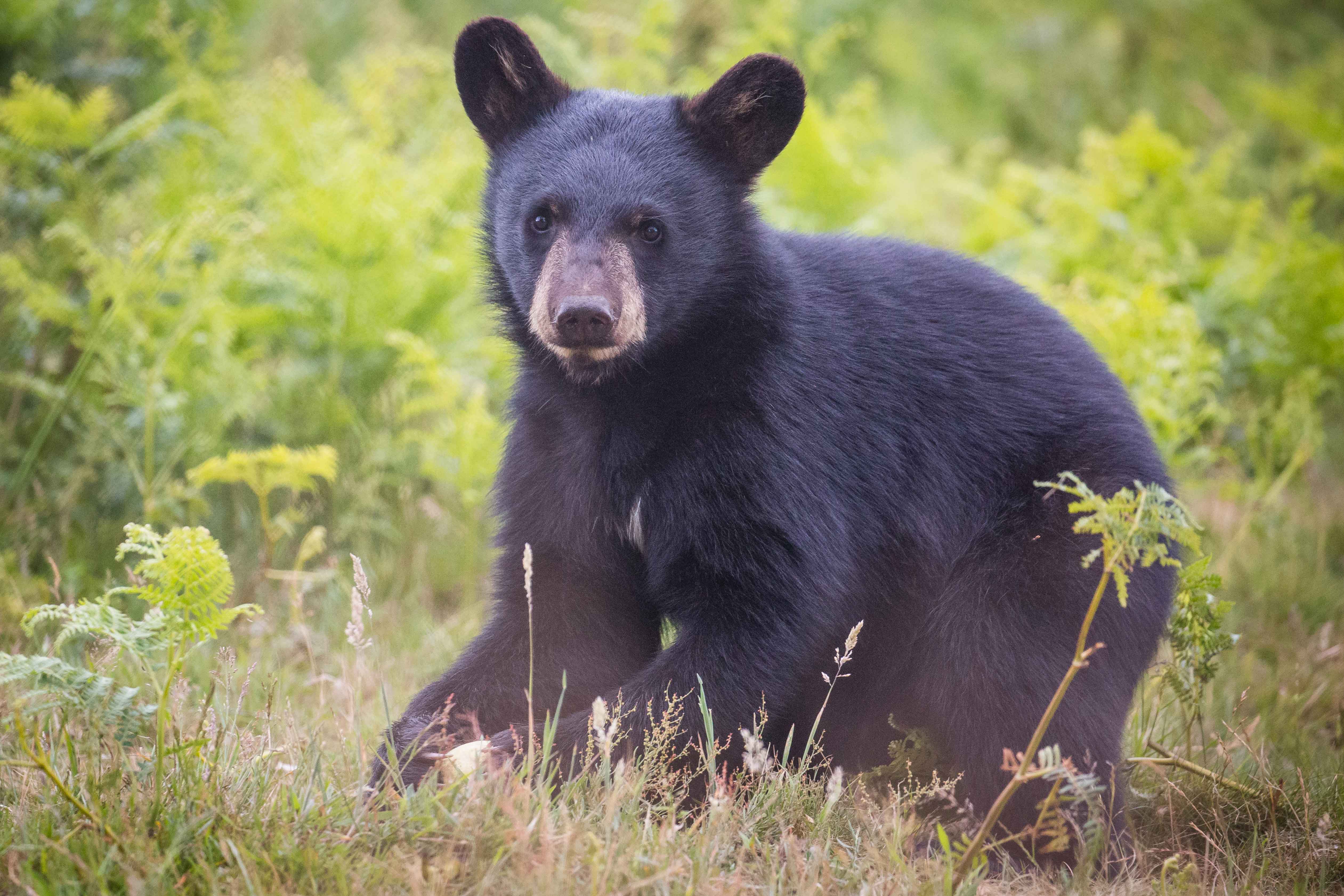 Adopt a bear | Woburn Safari Park