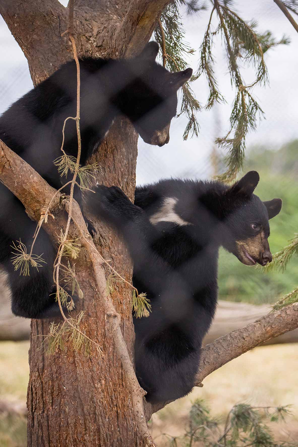 Baby Black Bears Climbing Trees