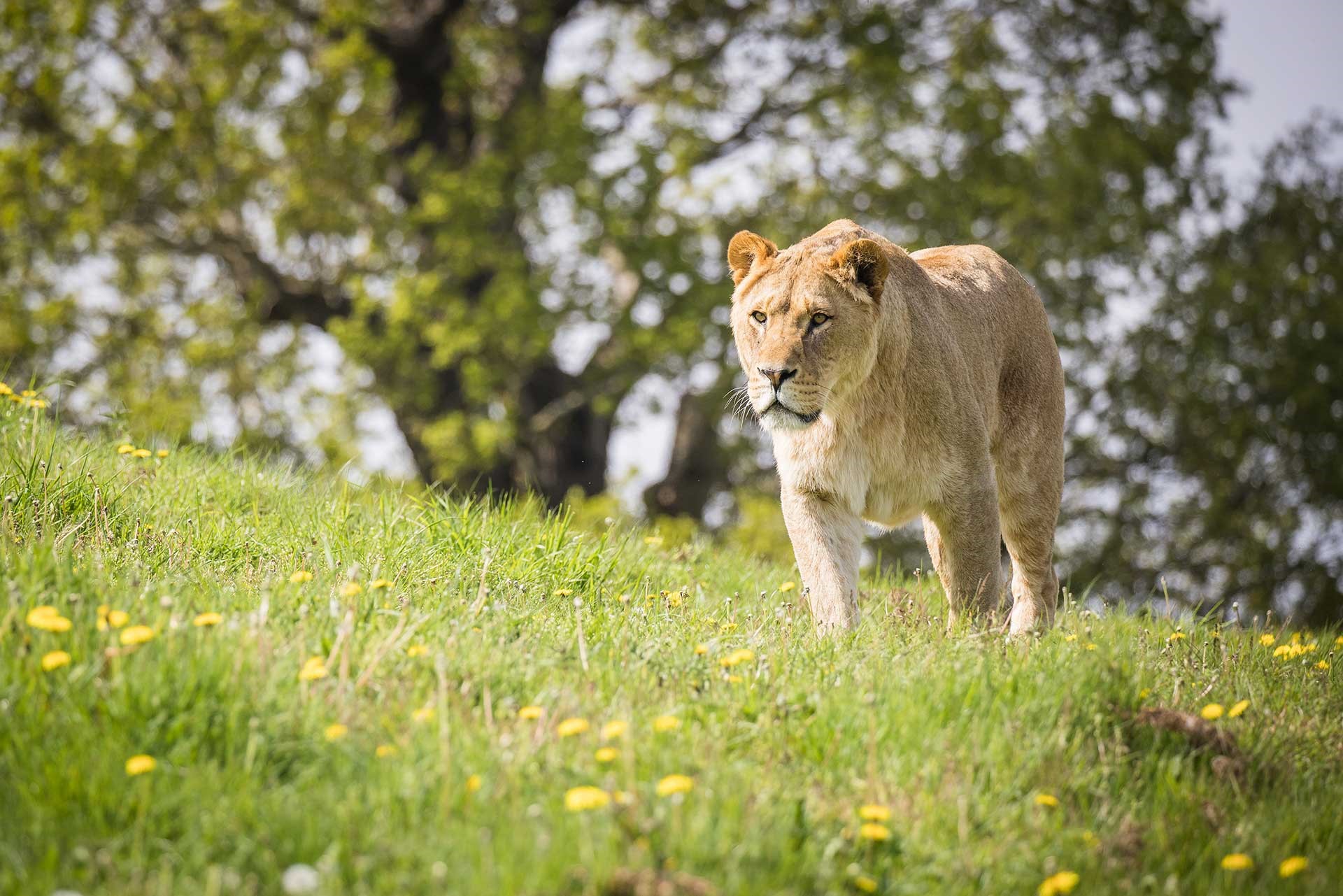 Book Your Adventure Today | Woburn Safari Park Book Your Adventure Today | Woburn Safari Park