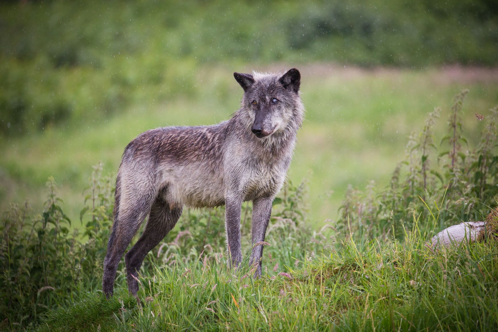 Canadian Timber Wolf | Woburn Safari Park