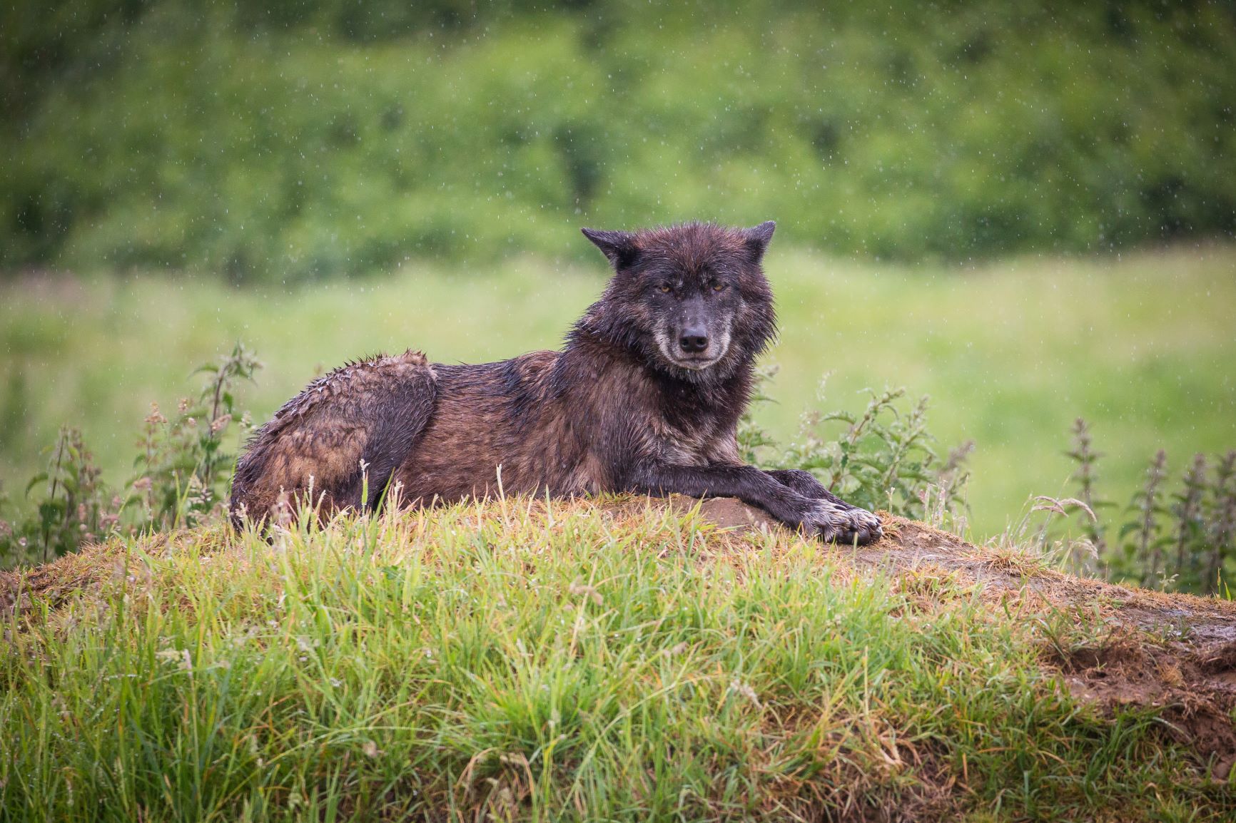 Canadian Timber Wolf | Woburn Safari Park