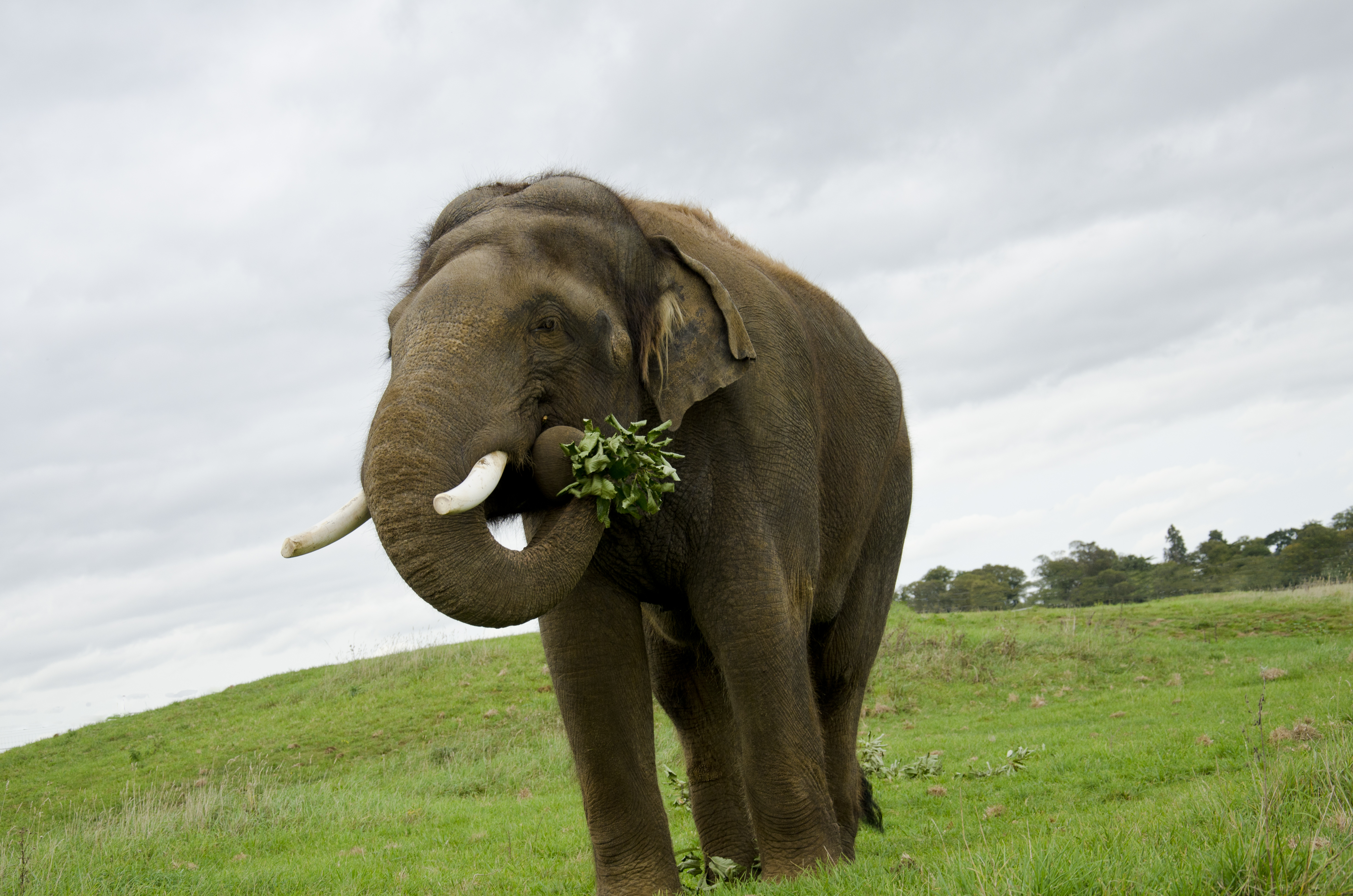 Meet Raja the Asian Elephant | Woburn Safari Park