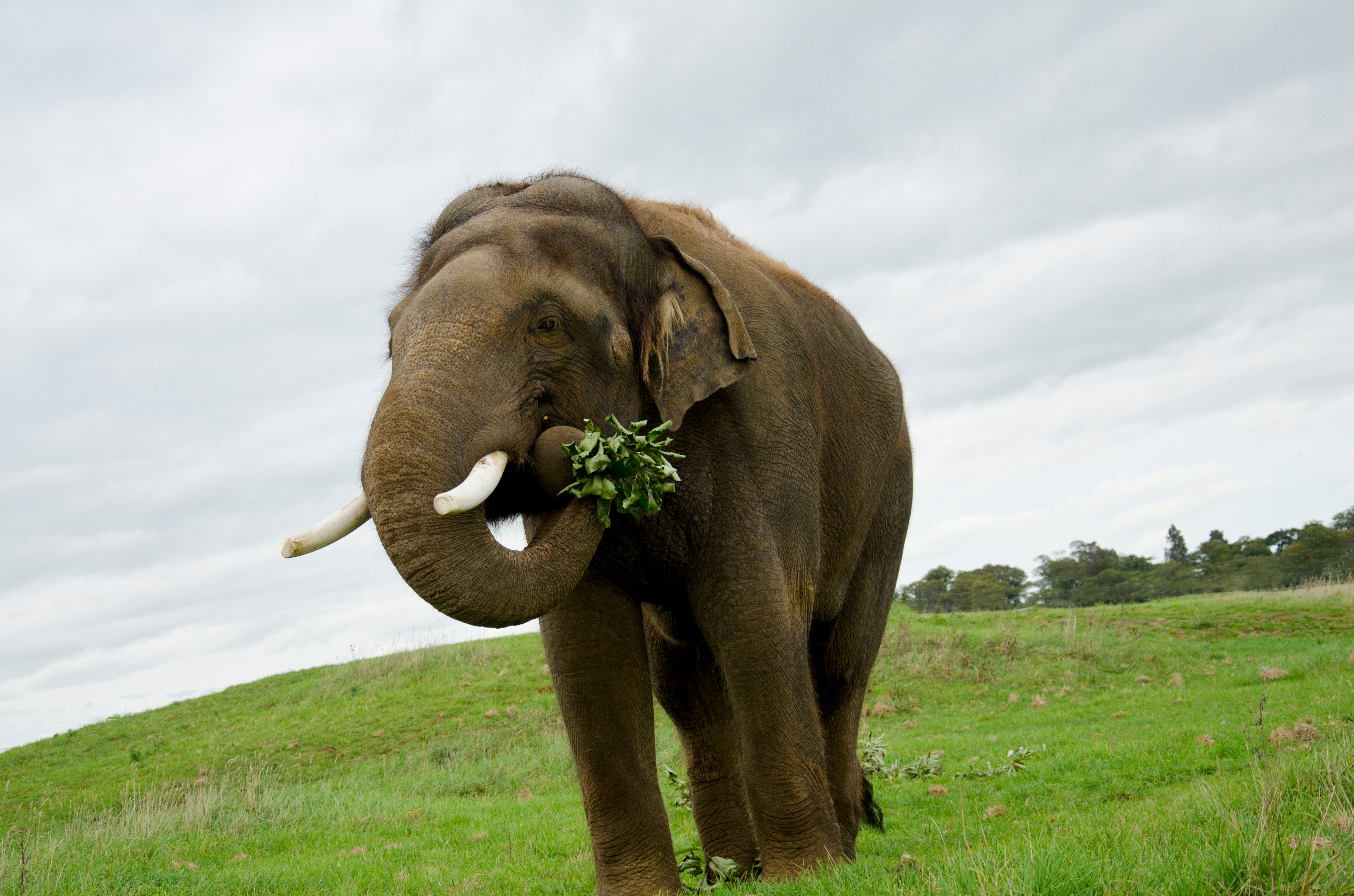 Asian Elephant | Woburn Safari Park
