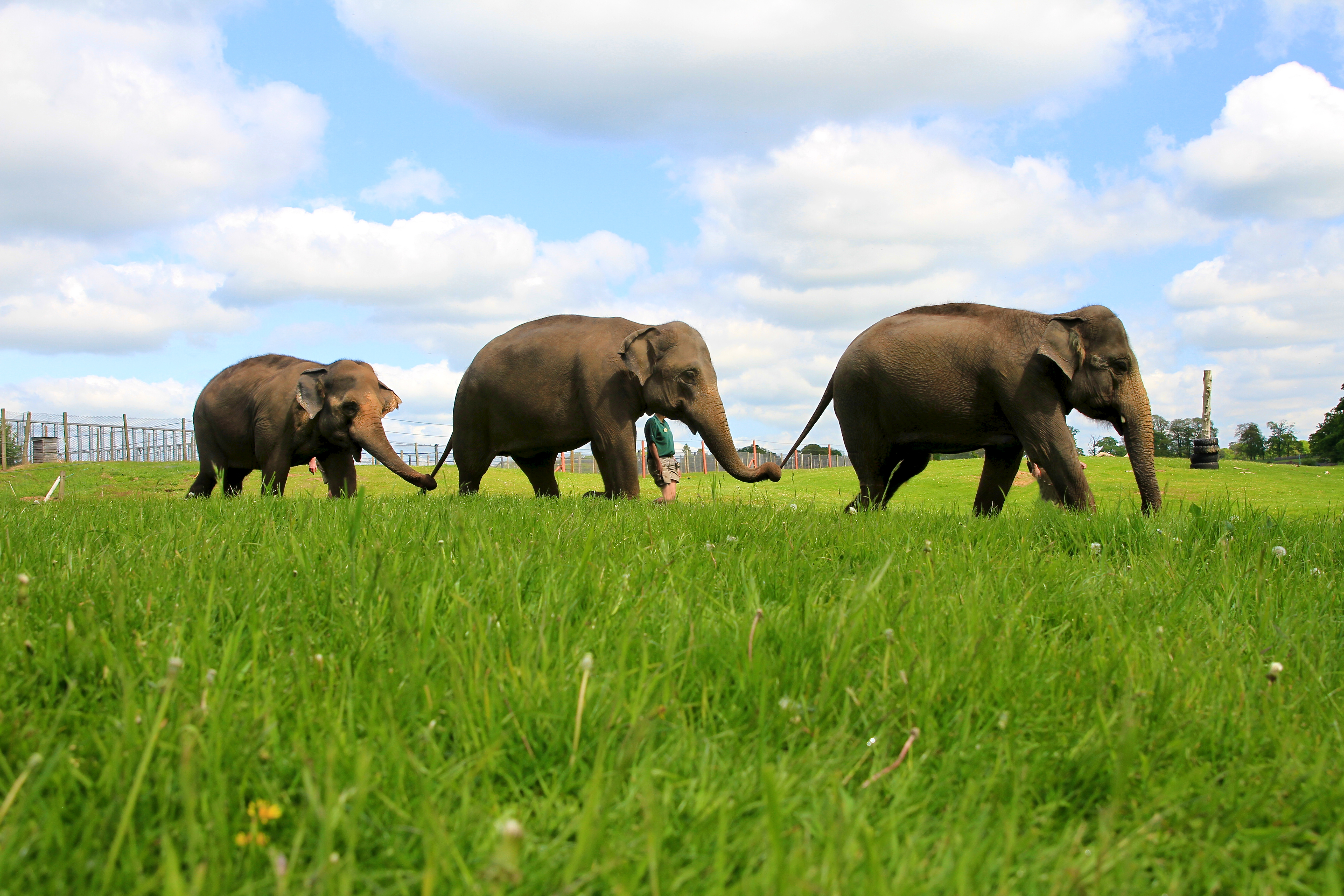Asian Elephant | Woburn Safari Park