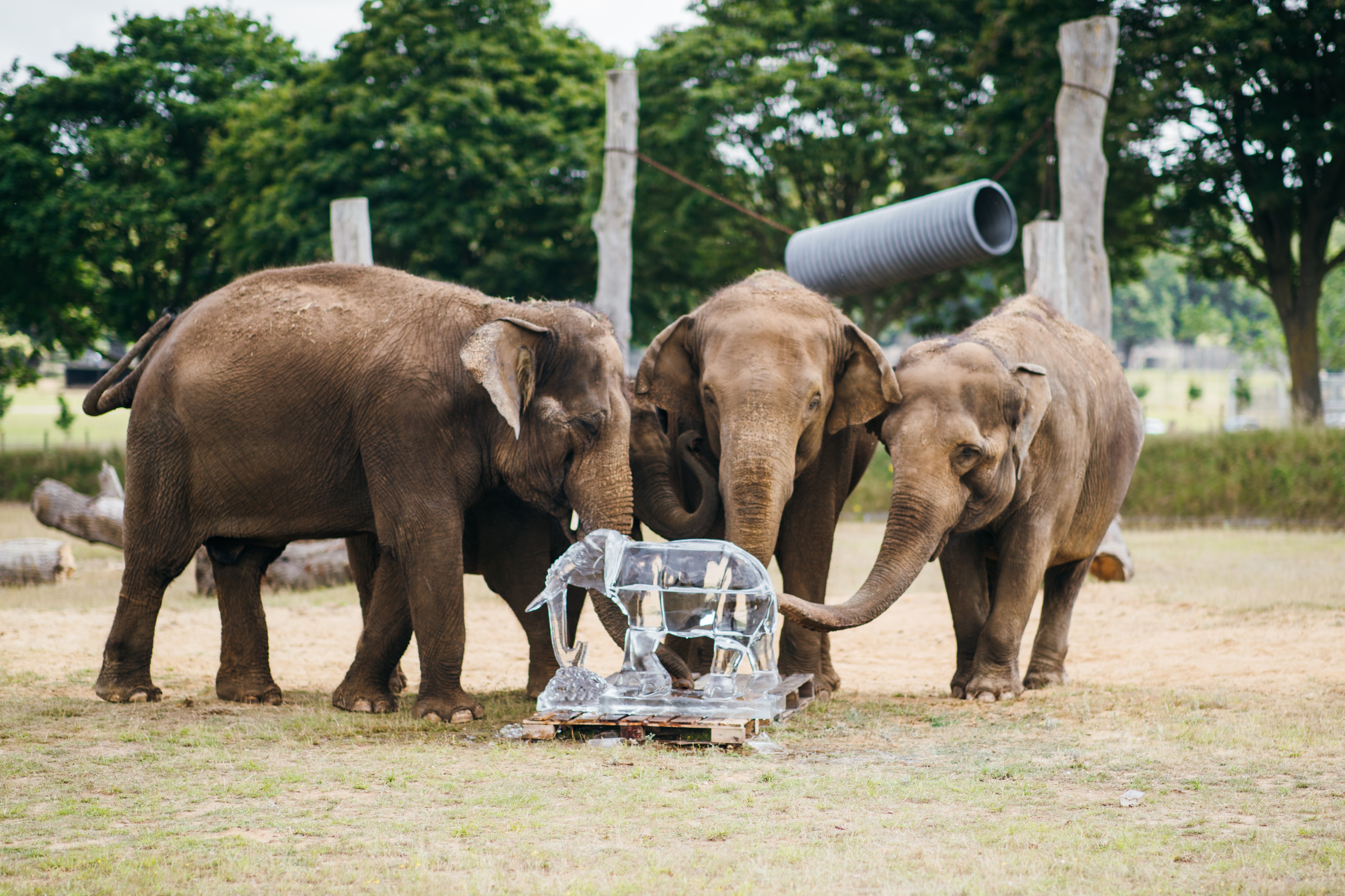 Adopt an elephant at Woburn Safari Park | Woburn Safari Park