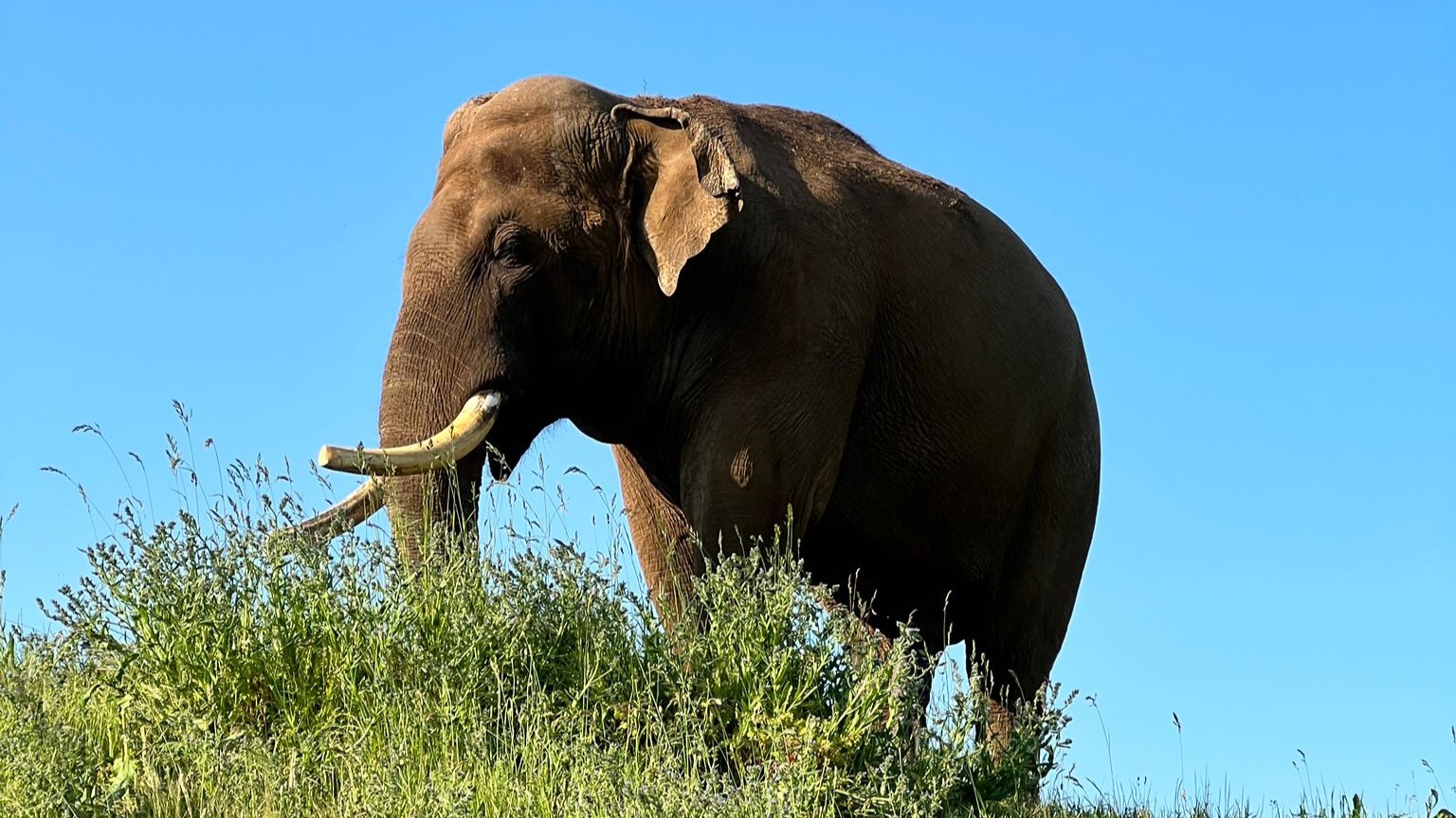 Meet Raja the Asian Elephant | Woburn Safari Park