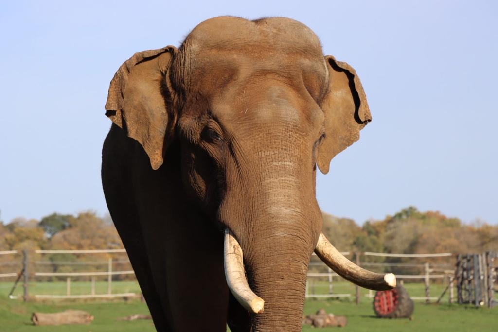 Meet Raja the Asian Elephant | Woburn Safari Park