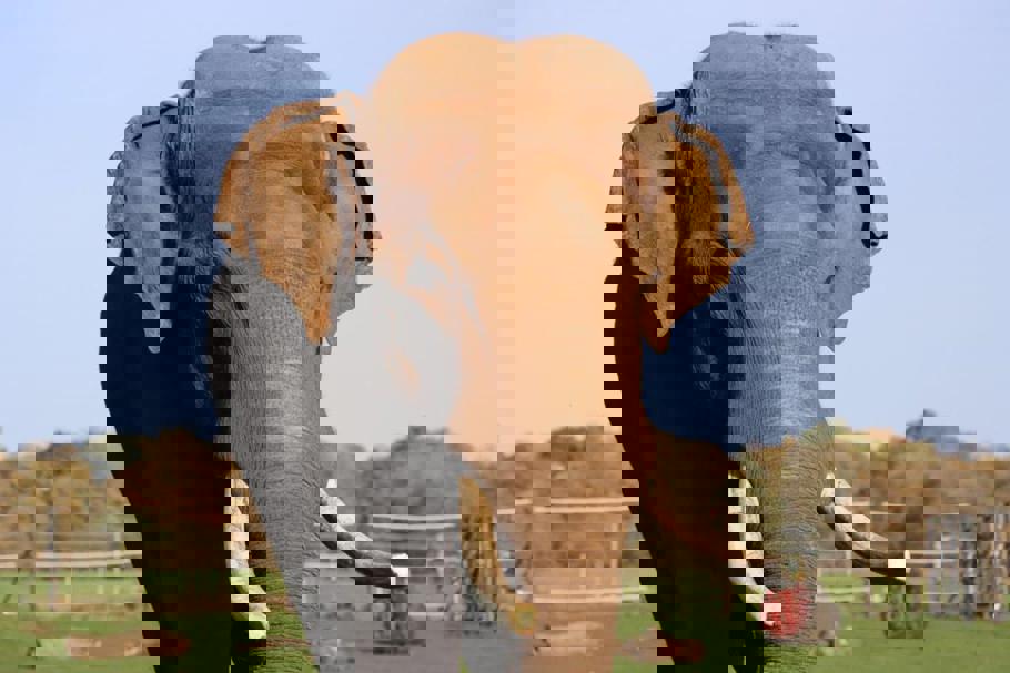 Meet Raja the Asian Elephant | Woburn Safari Park