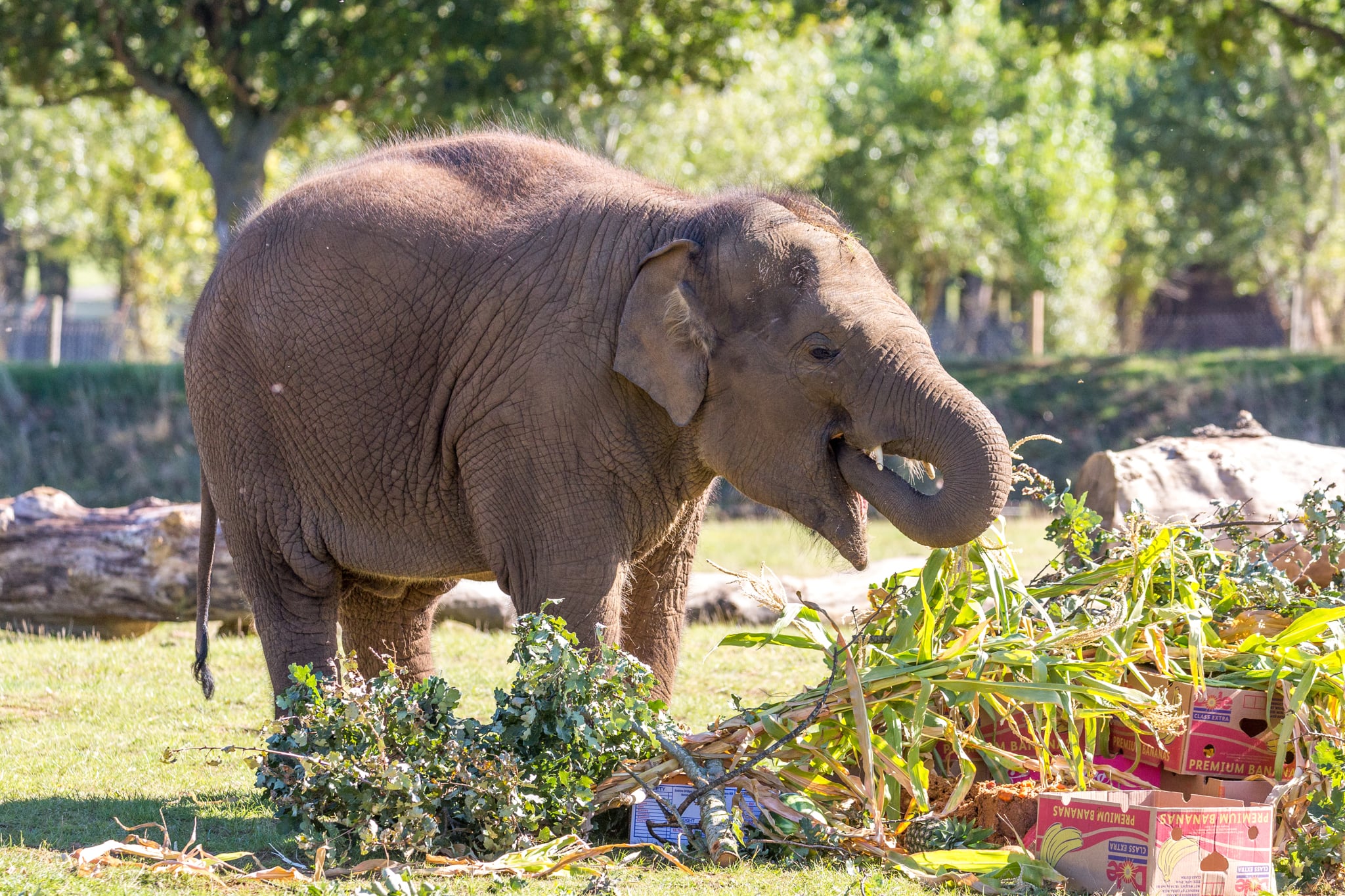 Asian Elephant | Woburn Safari Park