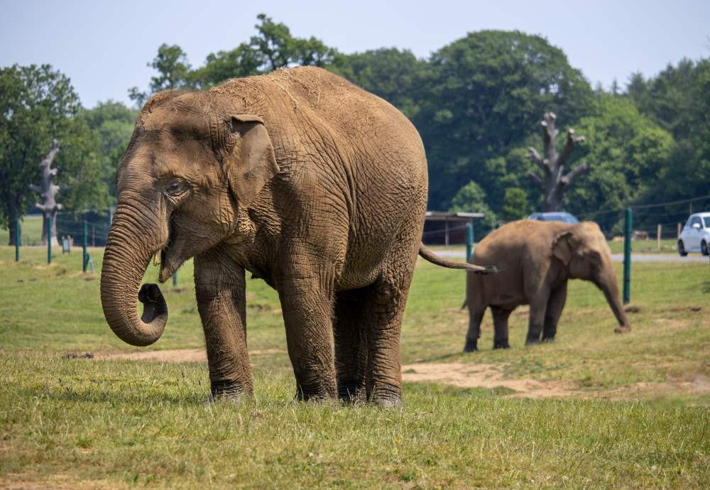 Asian Elephant | Woburn Safari Park