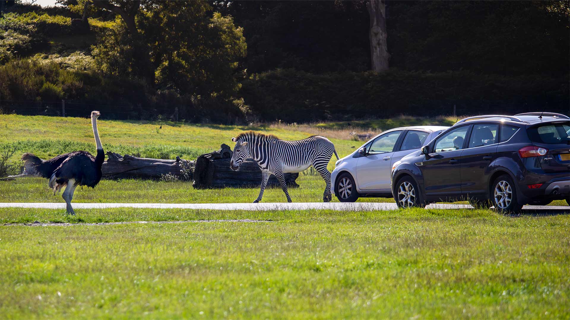 Book Your Adventure Today | Woburn Safari Park Book Your Adventure Today | Woburn Safari Park