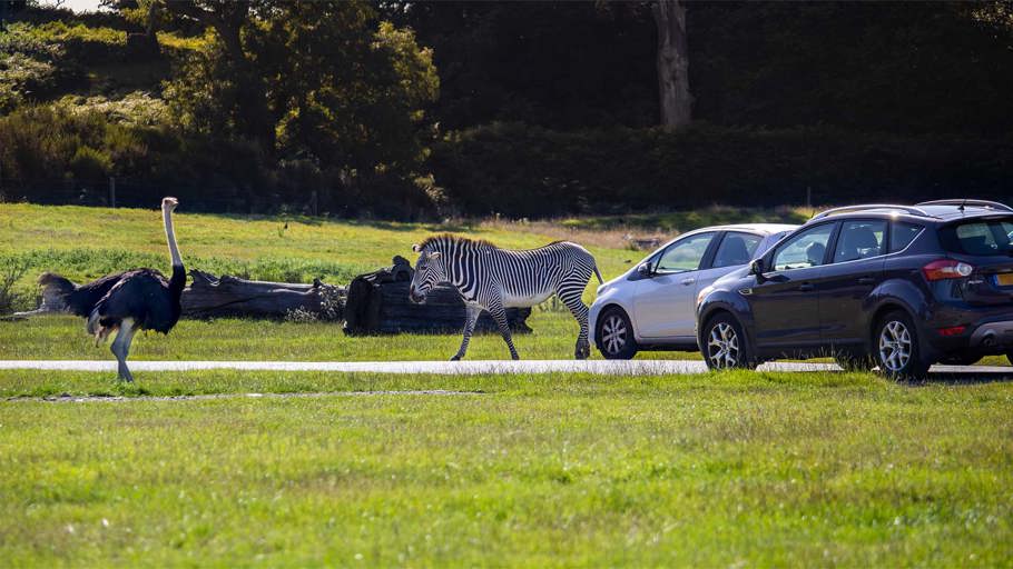 Drive-Through Safari Experience | Woburn Safari Park