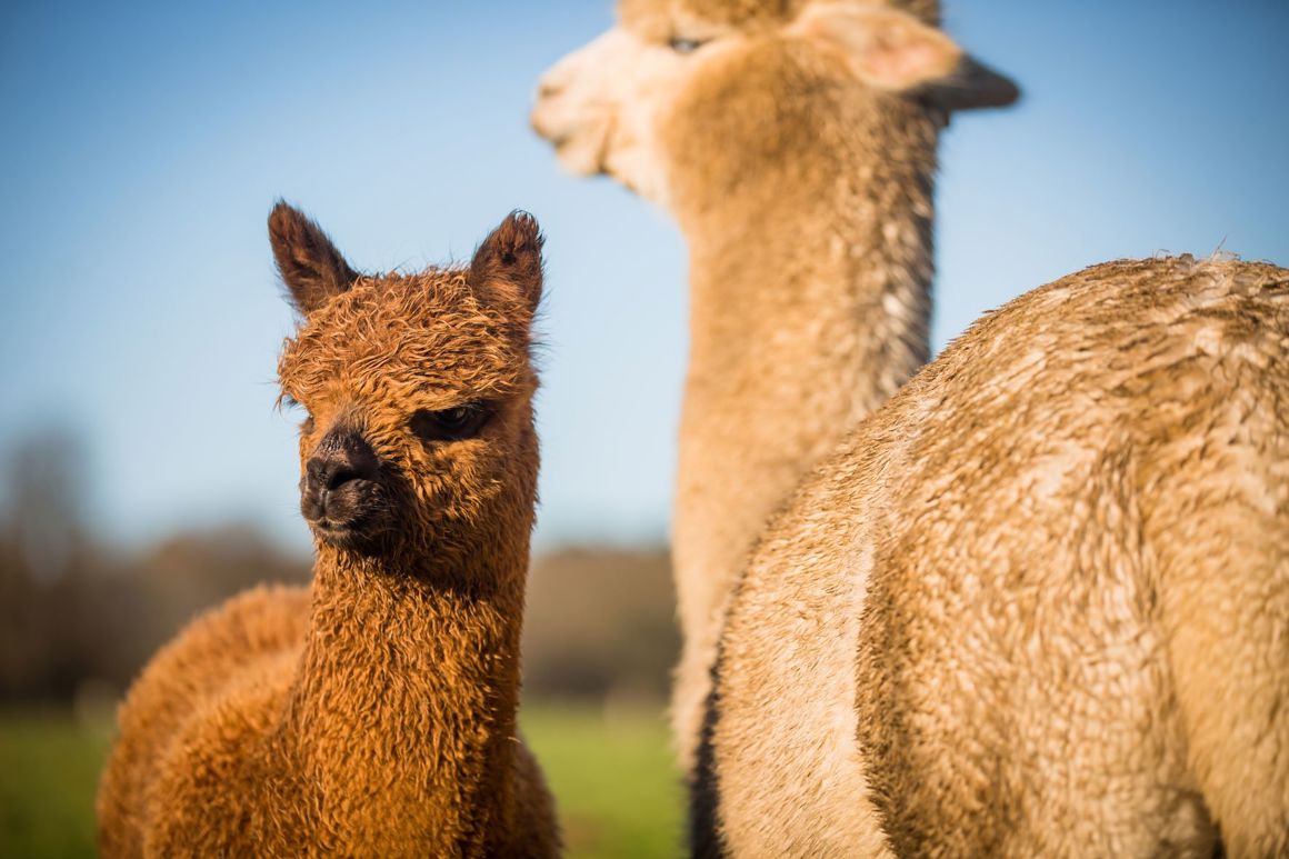 Alpaca | Woburn Safari Park