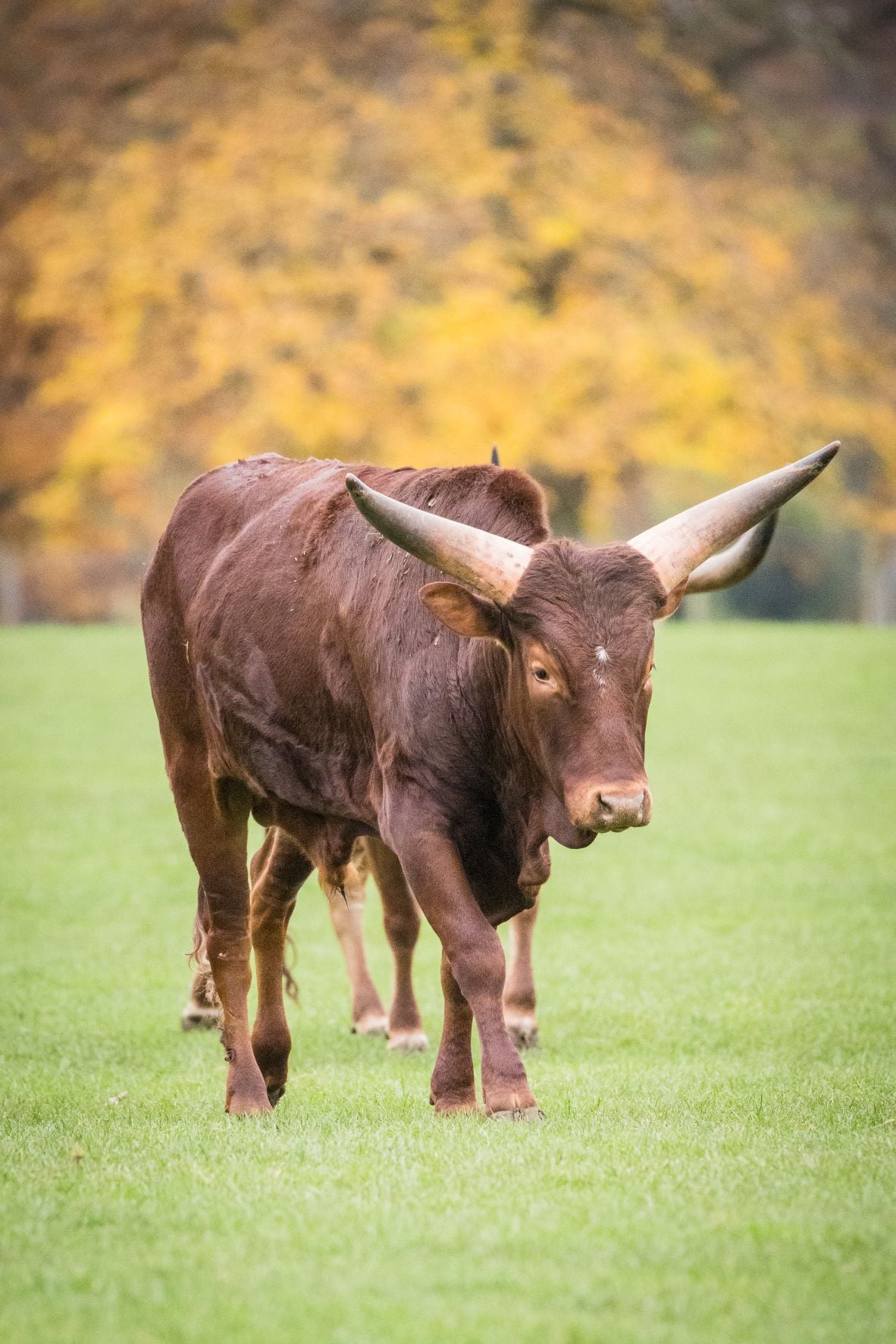 African Watusi Cattle