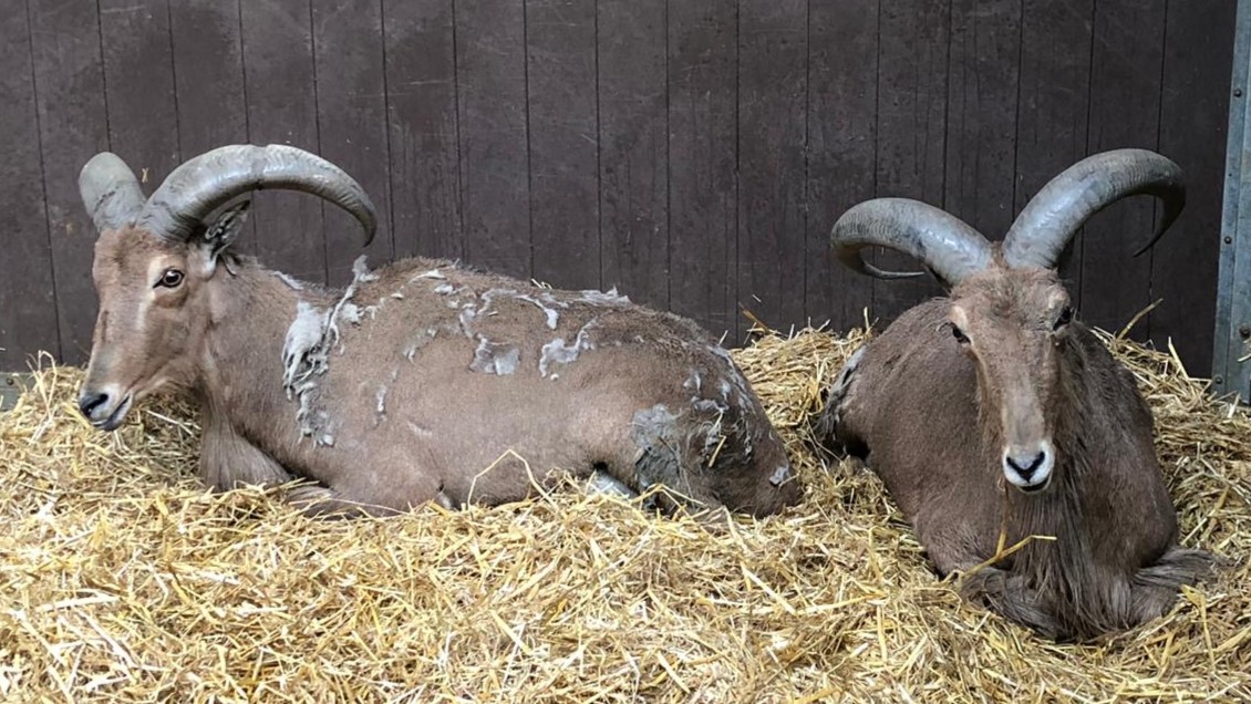 Barbary Sheep | Woburn Safari Park