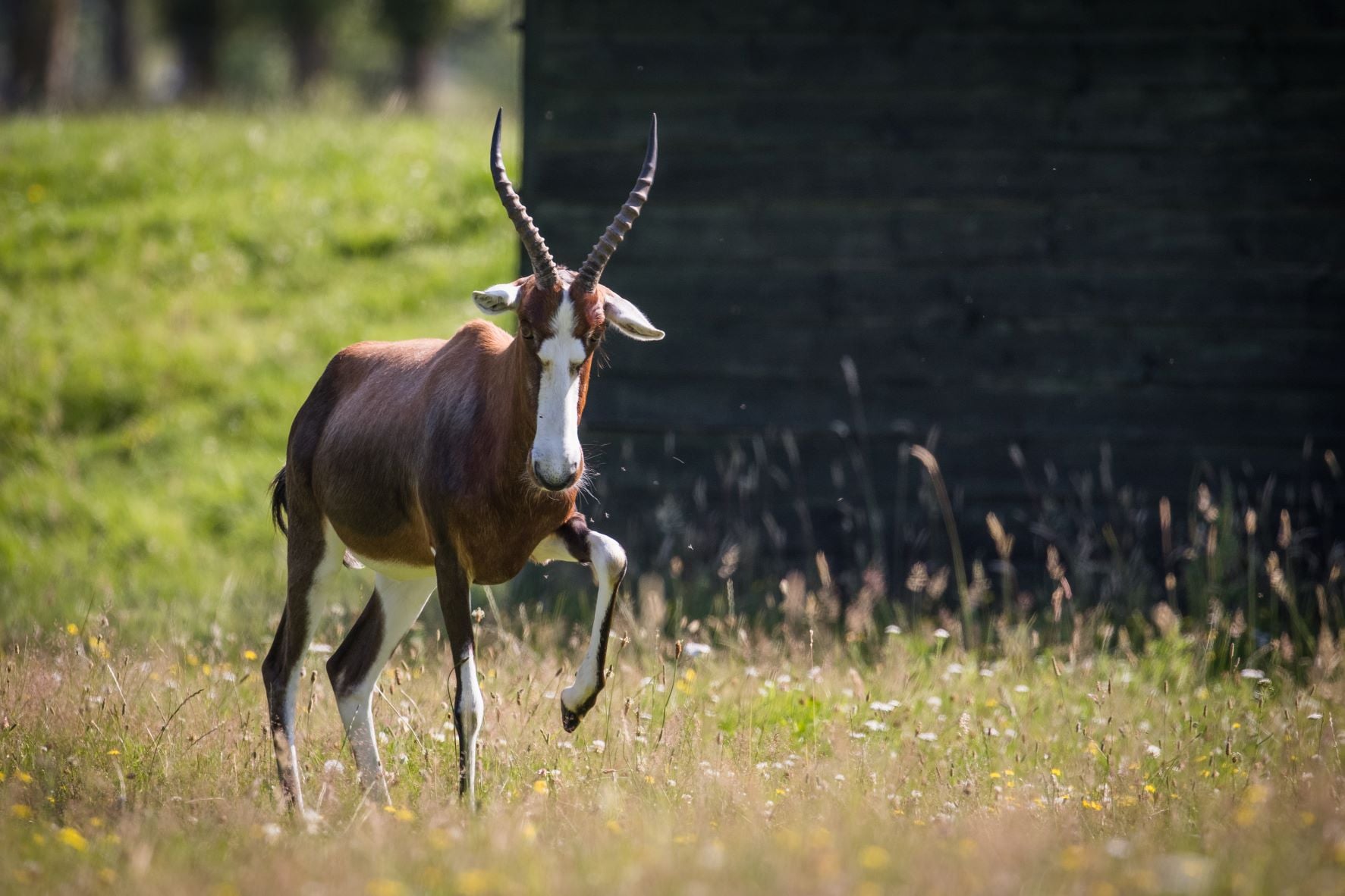 Blesbok antelope | Woburn Safari Park