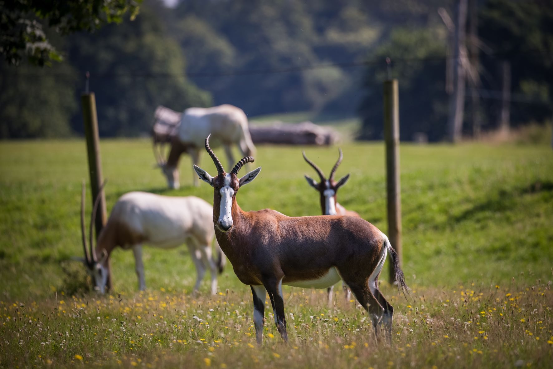 Blesbok antelope | Woburn Safari Park
