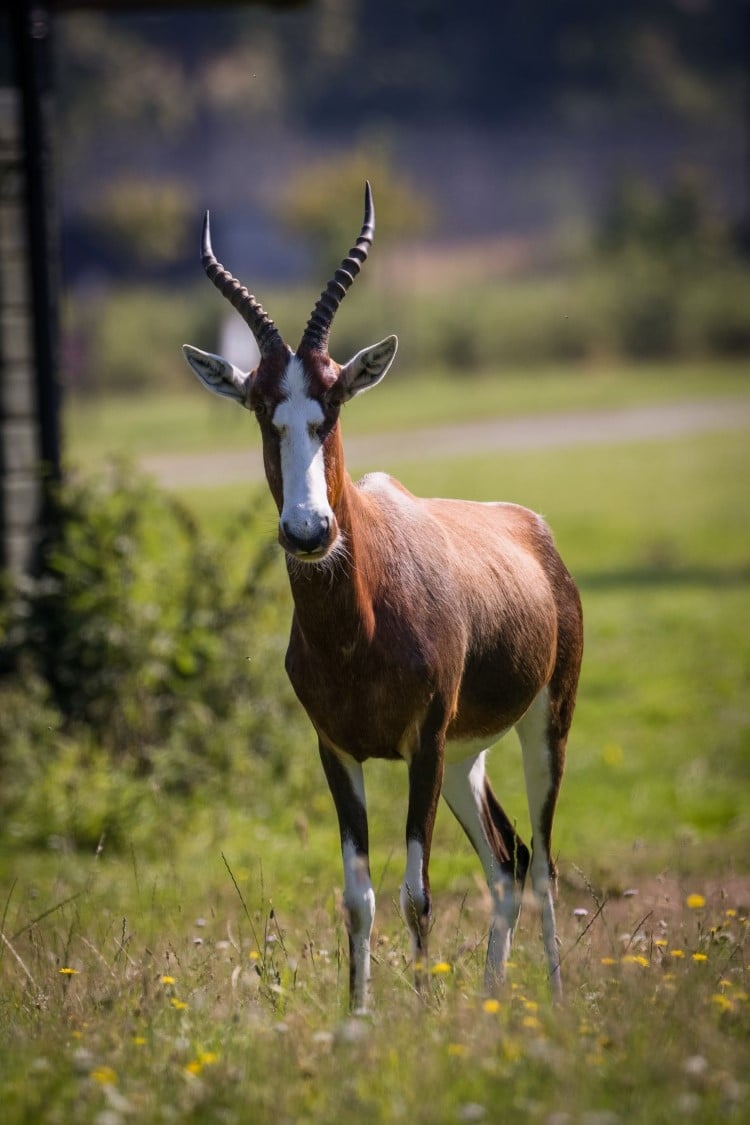 Blesbok antelope | Woburn Safari Park